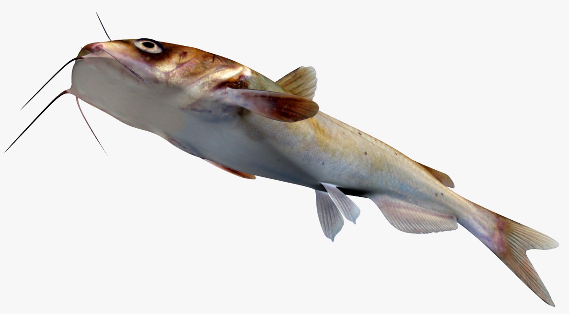 Channel Catfish 3D Model - TurboSquid 1196102