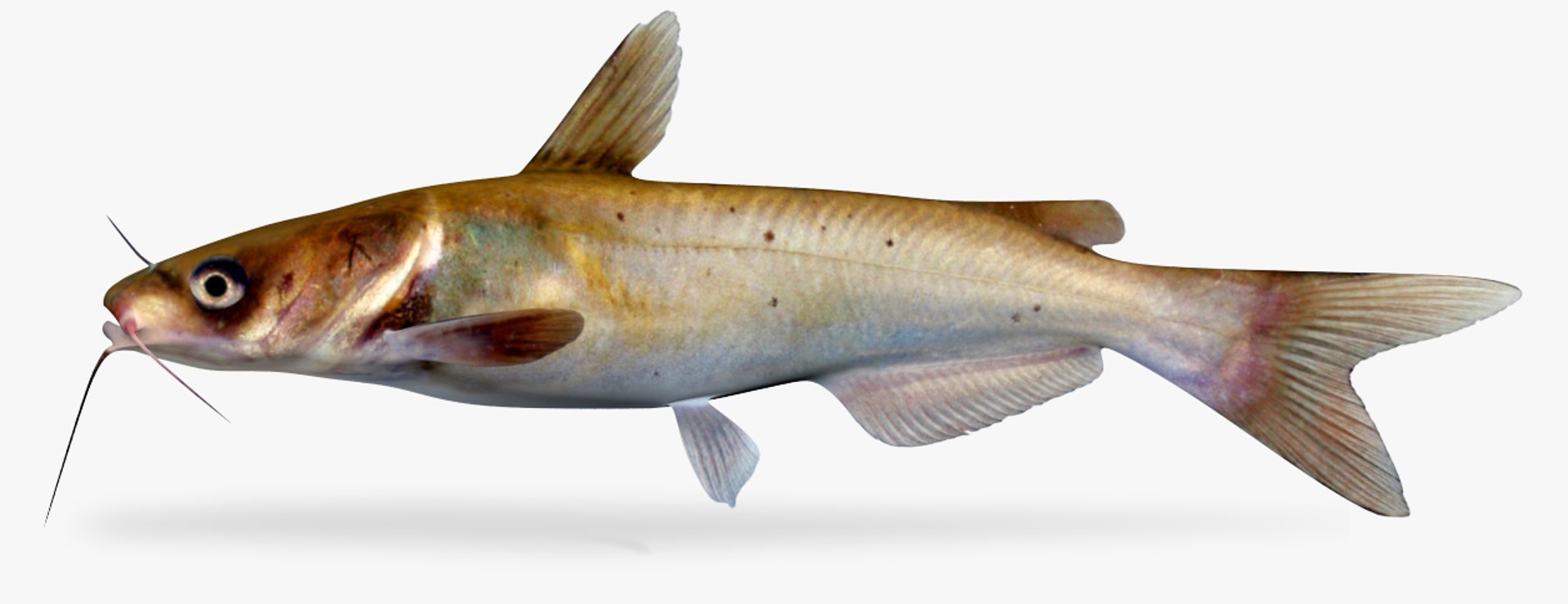 Channel Catfish 3D Model - TurboSquid 1196102