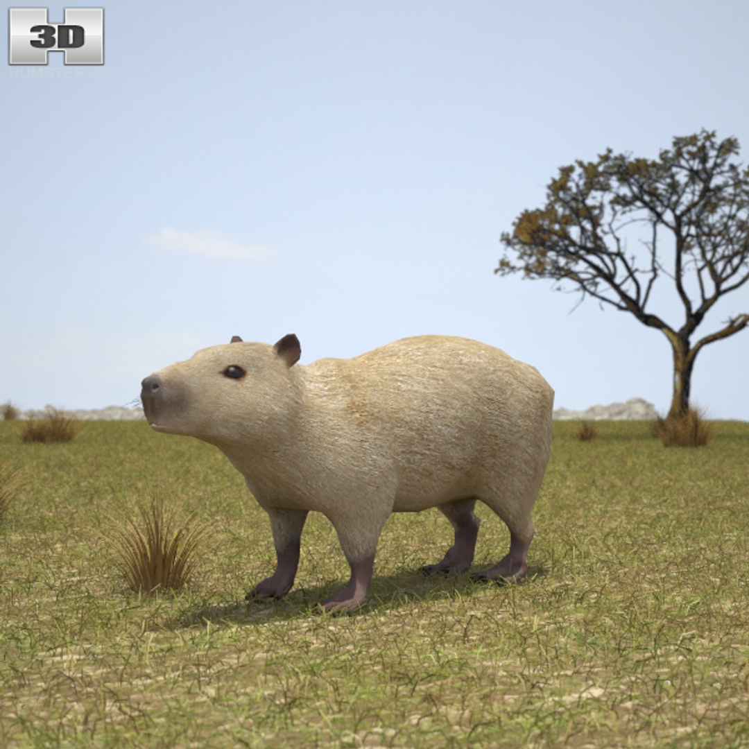 modelo 3d Capibara - TurboSquid 1149459