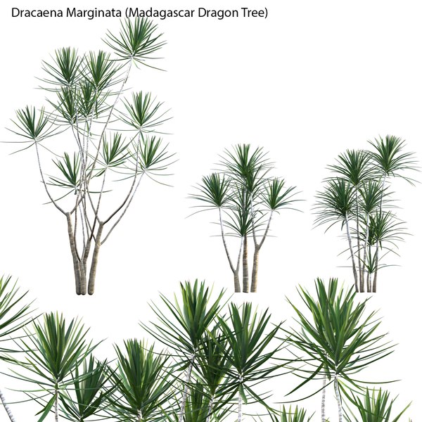 Dracaena Marginata - Dragoeiro de Madagascar 02 Modelo 3D - TurboSquid 1990960