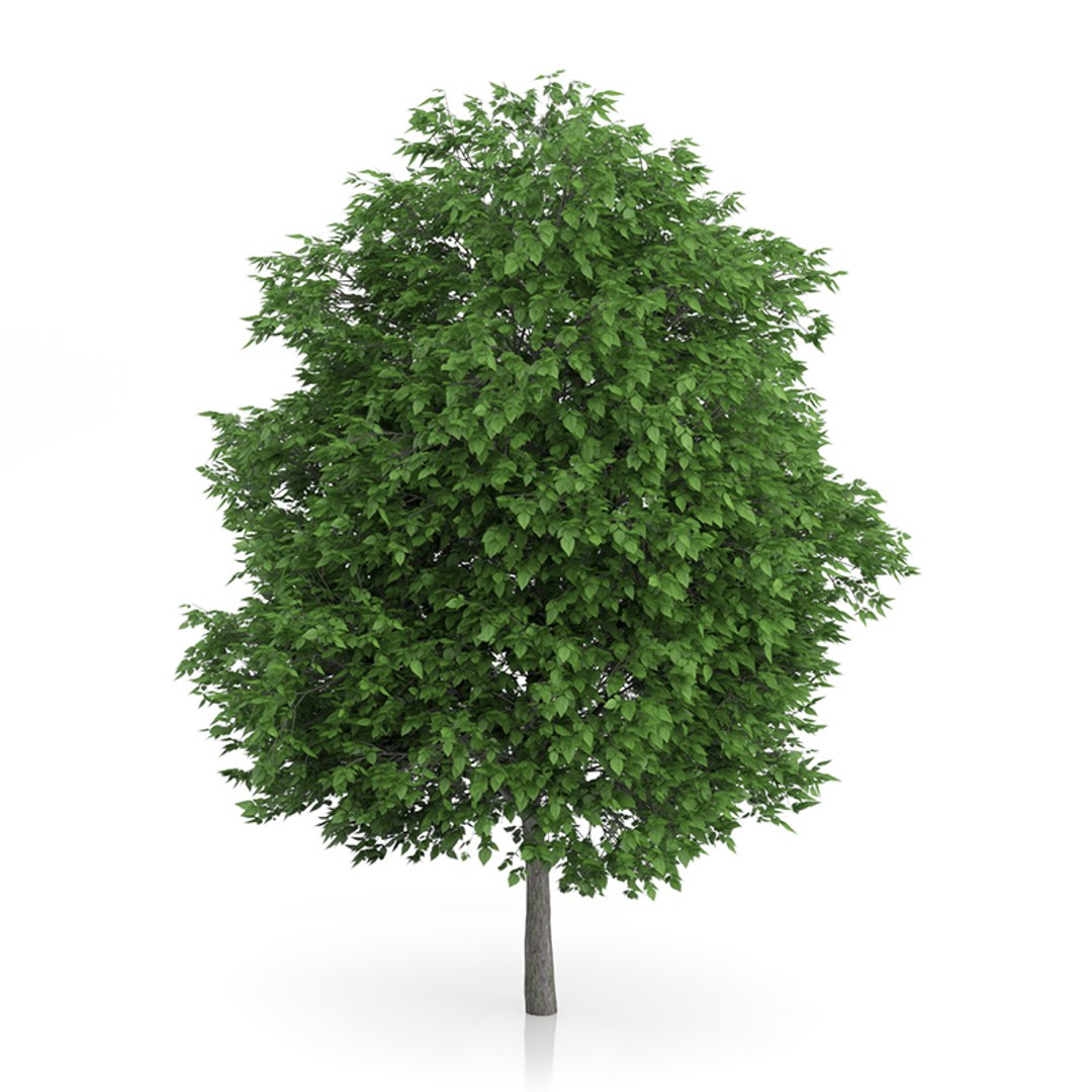 Cigar Tree Catalpa Bignonioides 3d Max
