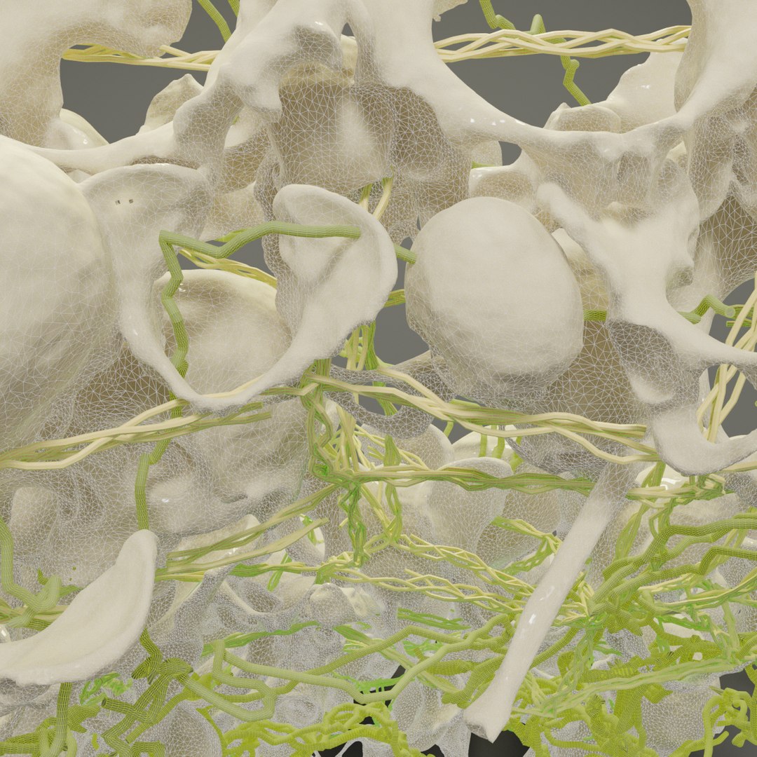 3D E Bones - TurboSquid 1546058