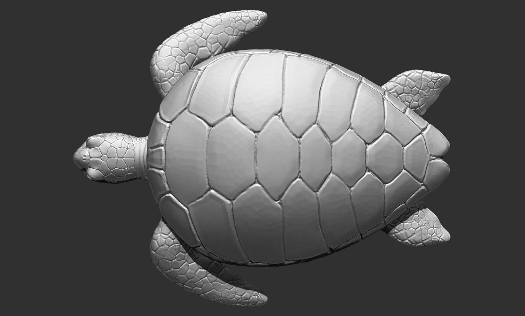 Turtle Sea 3D Model - TurboSquid 1352300