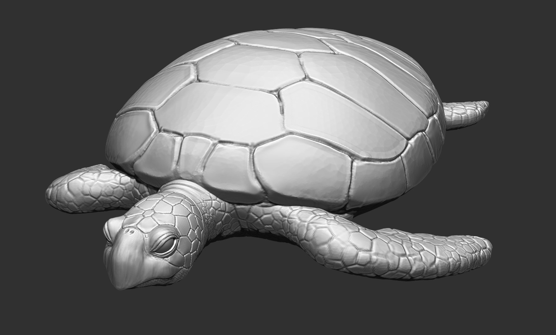 Turtle Sea 3D Model - TurboSquid 1352300