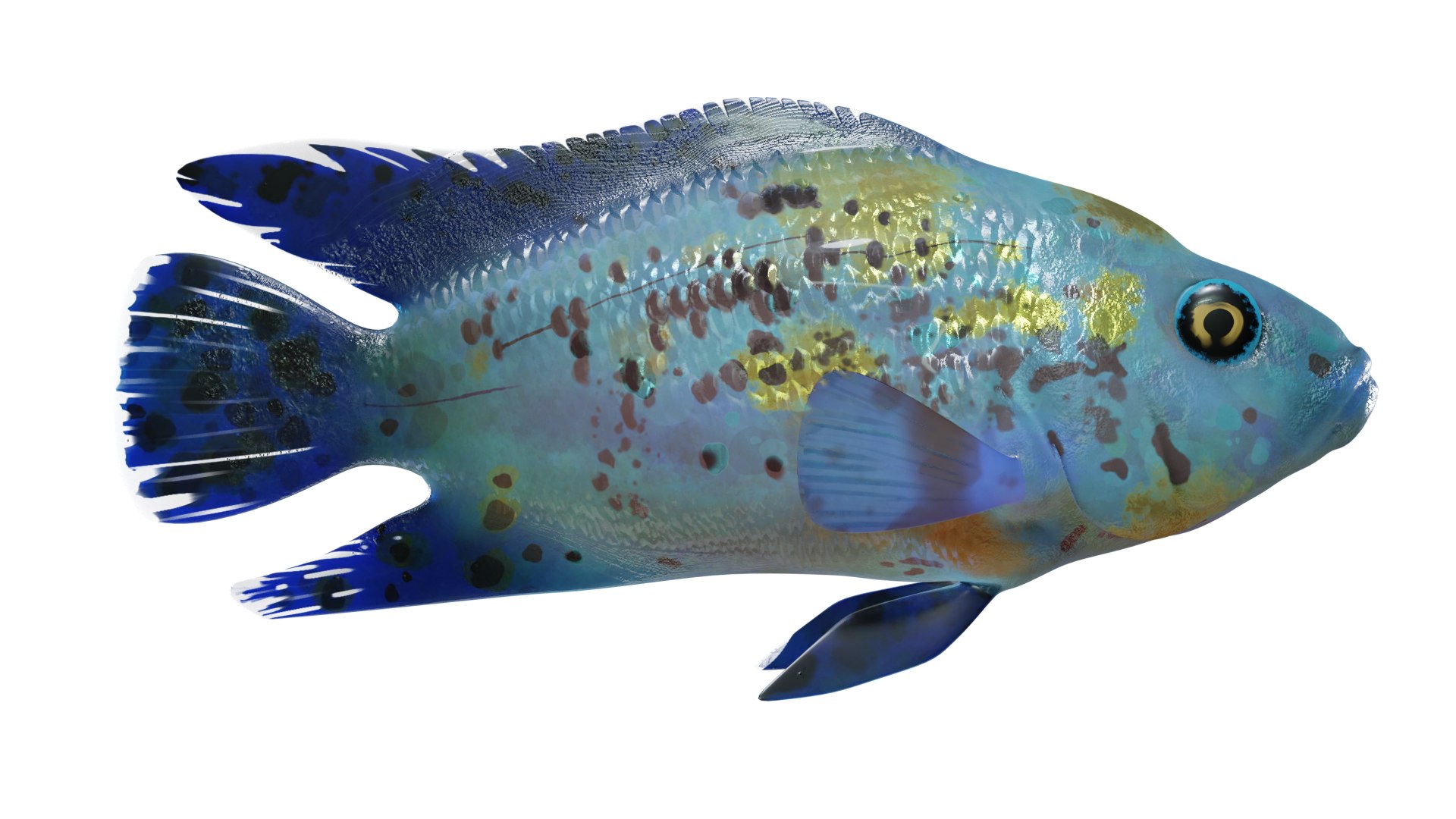3D Aquarium Fish Electric Blue Model - TurboSquid 1441441