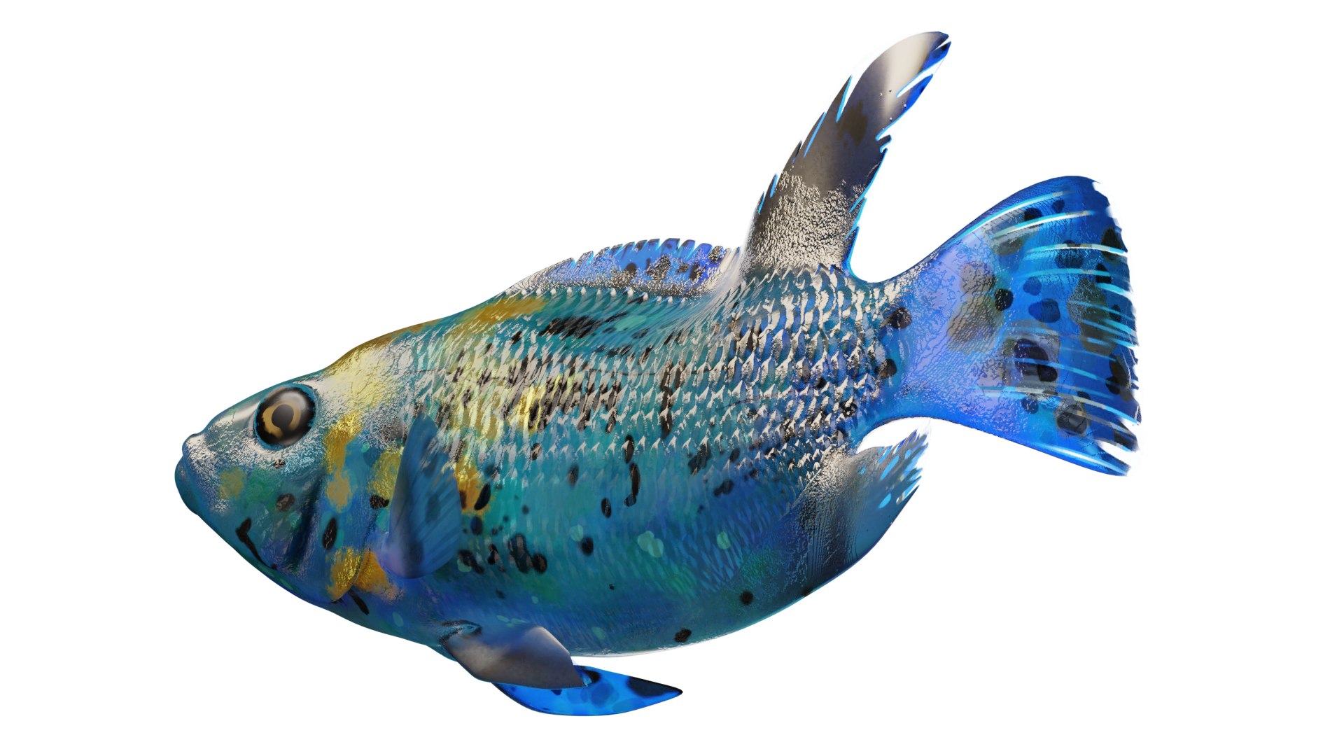 3D Aquarium Fish Electric Blue Model - TurboSquid 1441441