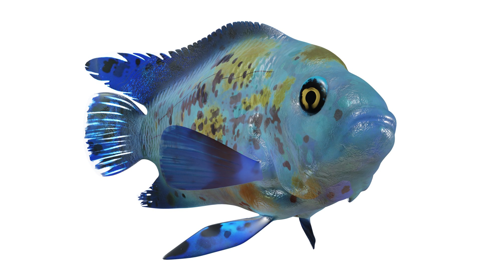 3D Aquarium Fish Electric Blue Model - TurboSquid 1441441
