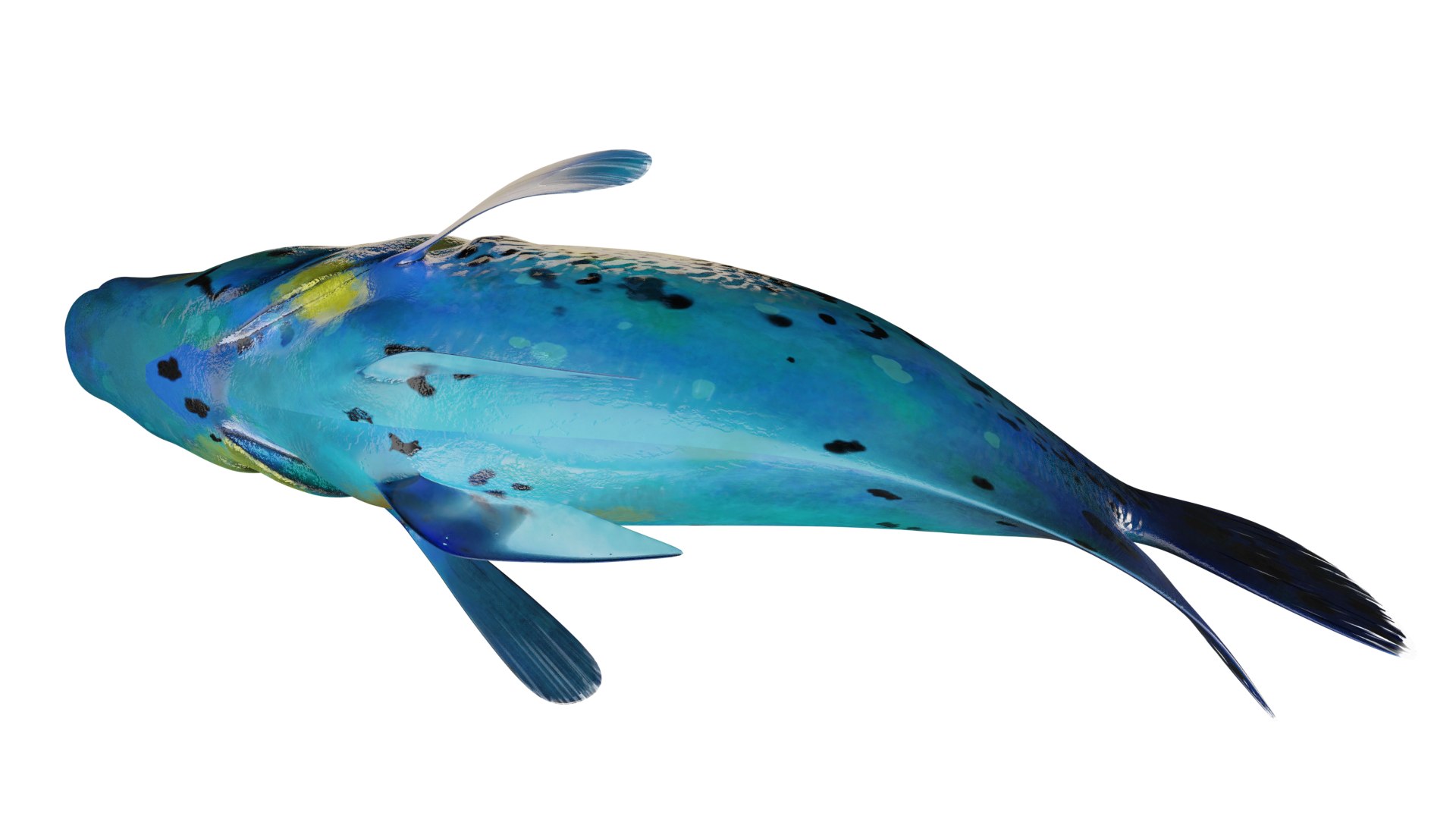 3D Aquarium Fish Electric Blue Model - TurboSquid 1441441