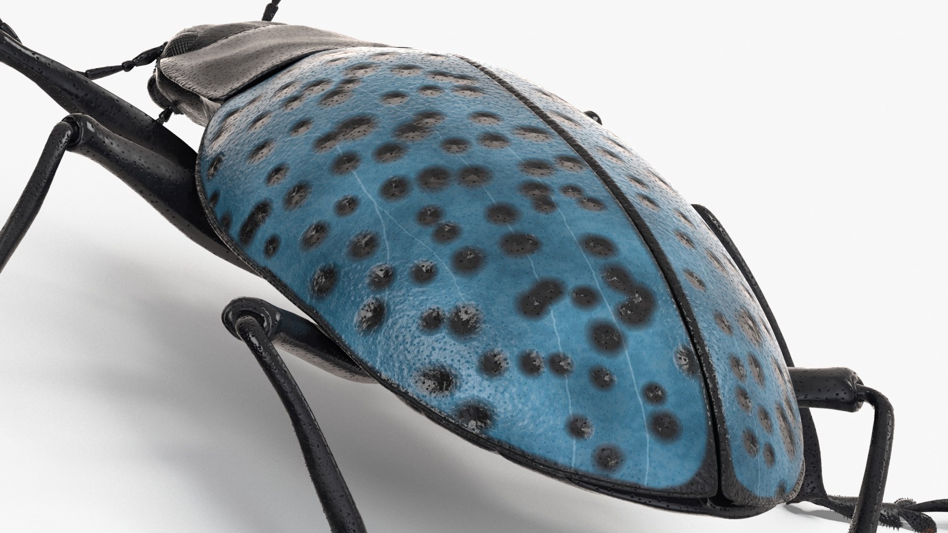 Blue Pleasing Fungus Beetle Rigged Fur 3D Model - TurboSquid 2270563
