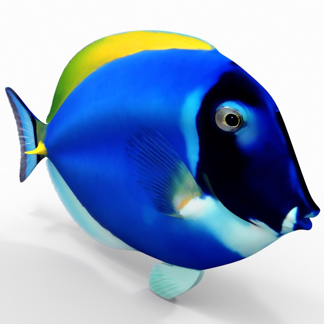 3ds max surgeonfish