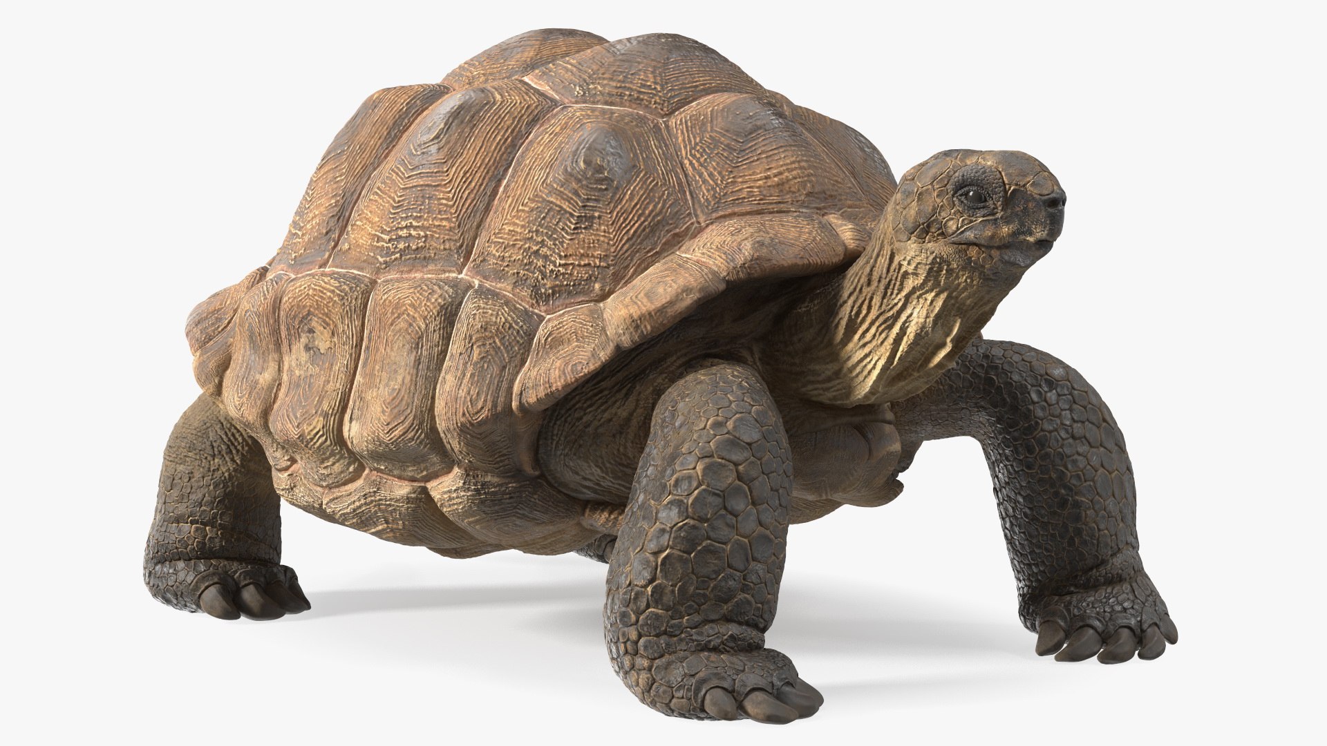 Dirty Old Giant Turtle Stand Pose model - TurboSquid 2113260