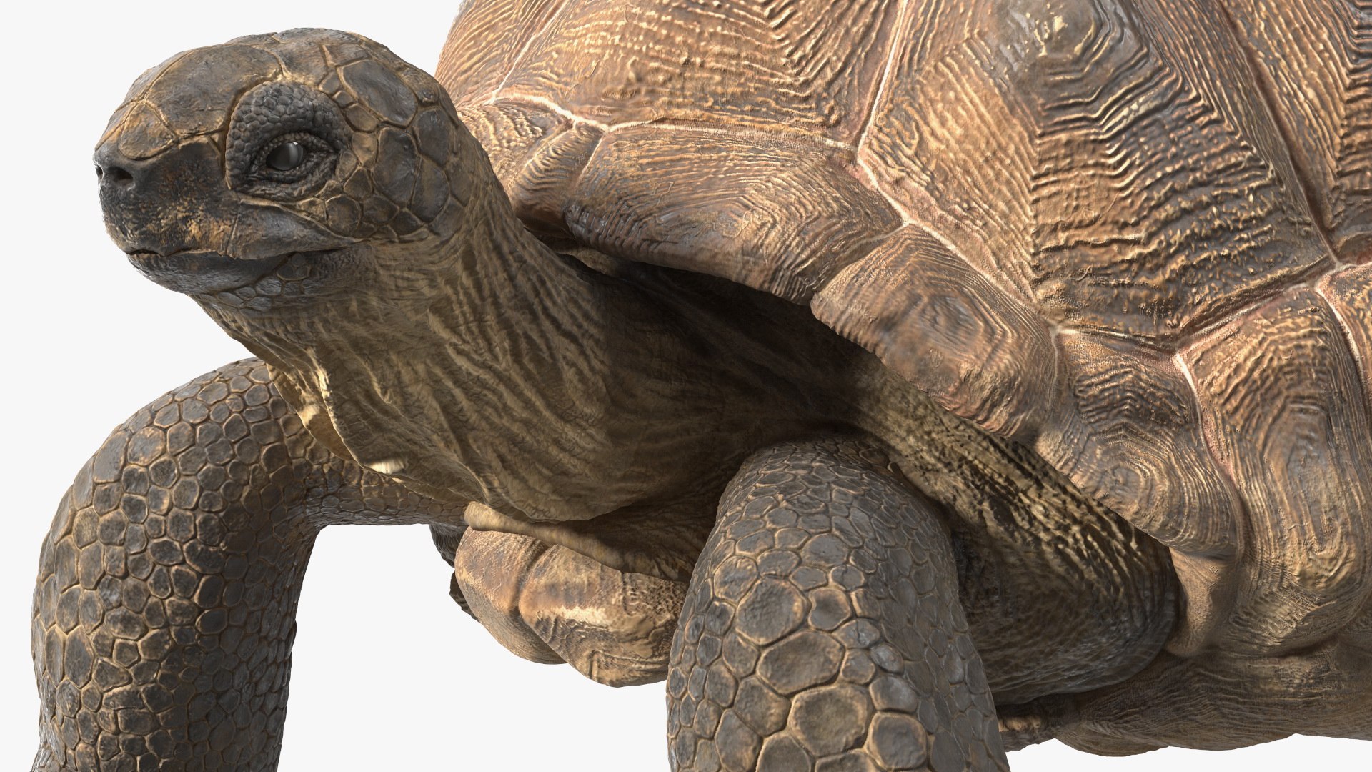 Dirty Old Giant Turtle Stand Pose model - TurboSquid 2113260