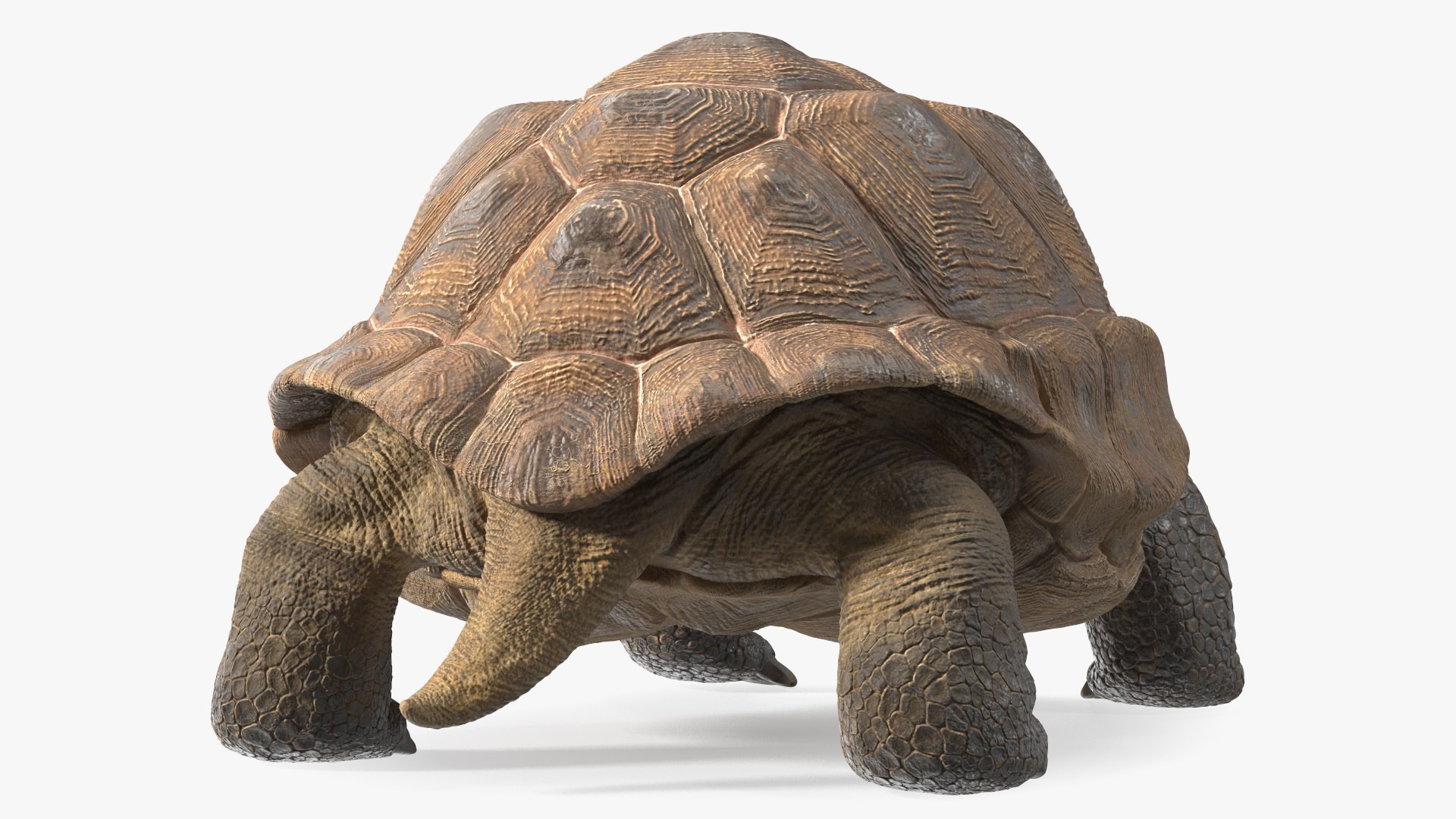 Dirty Old Giant Turtle Stand Pose Model - TurboSquid 2113260