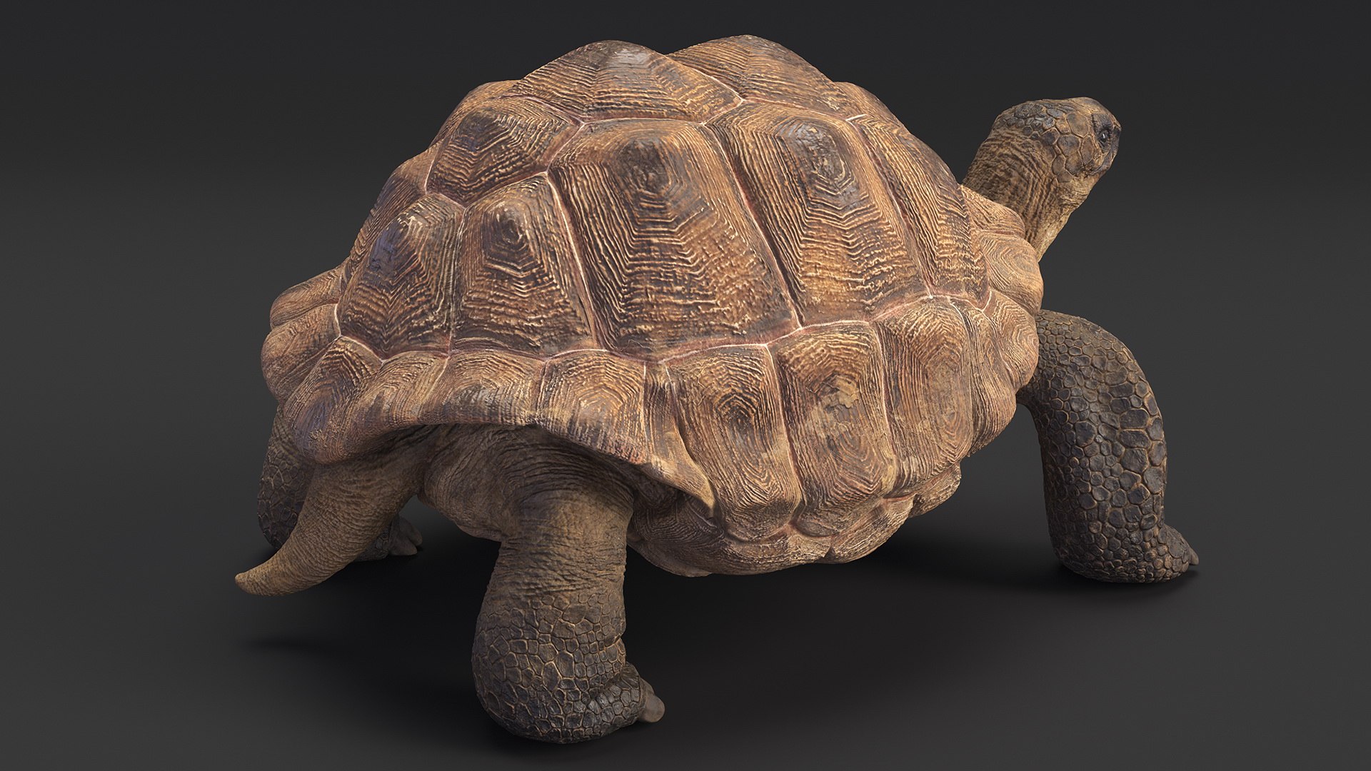 Dirty Old Giant Turtle Stand Pose Model - TurboSquid 2113260