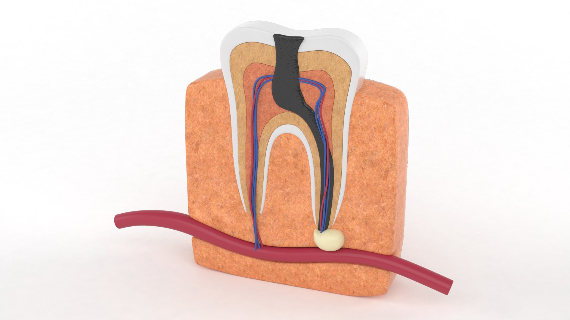 3D Human Tooth Anatomy - TurboSquid 2327343