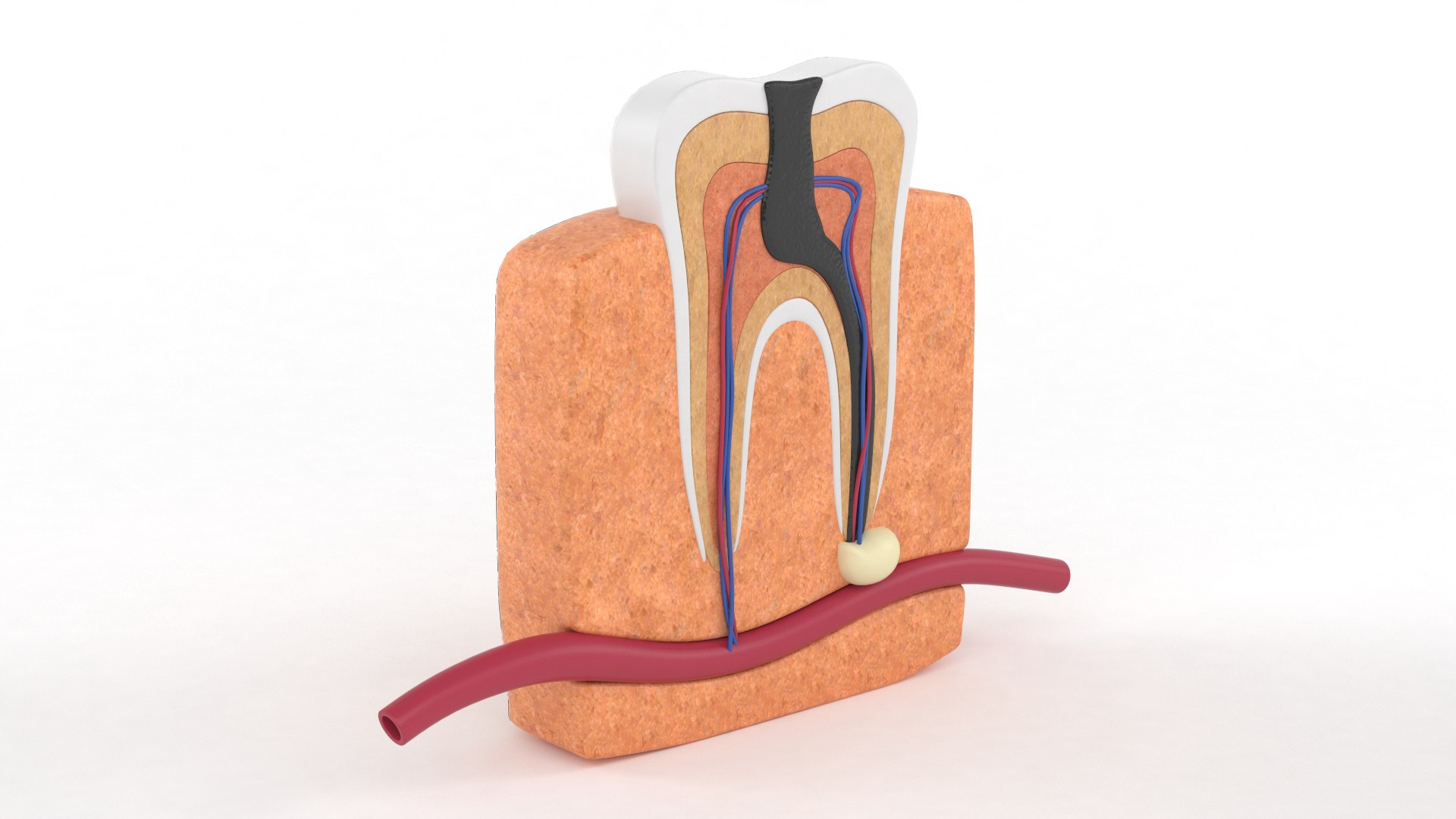 3D Human Tooth Anatomy - TurboSquid 2327343