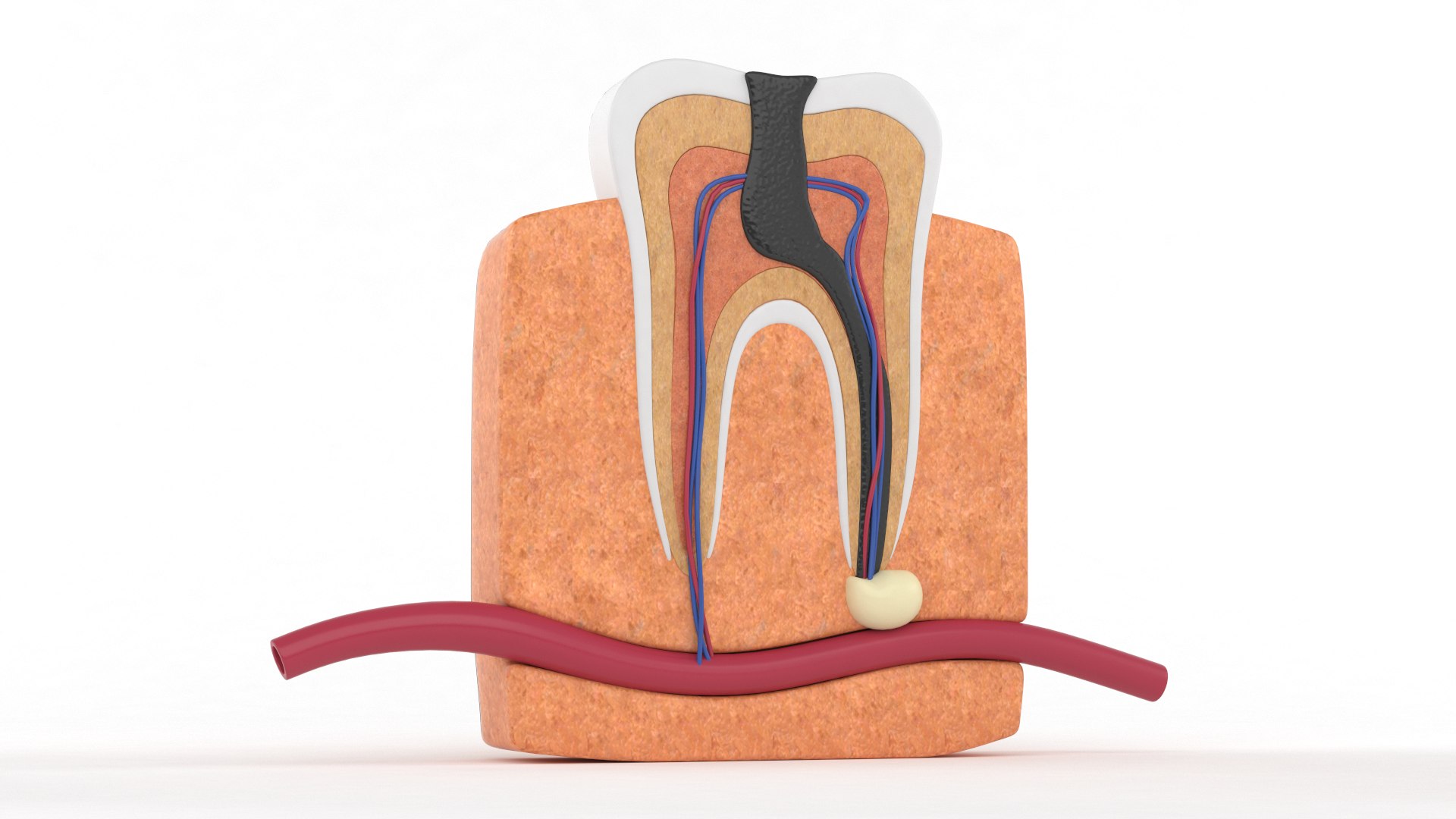 3D Human Tooth Anatomy - TurboSquid 2327343