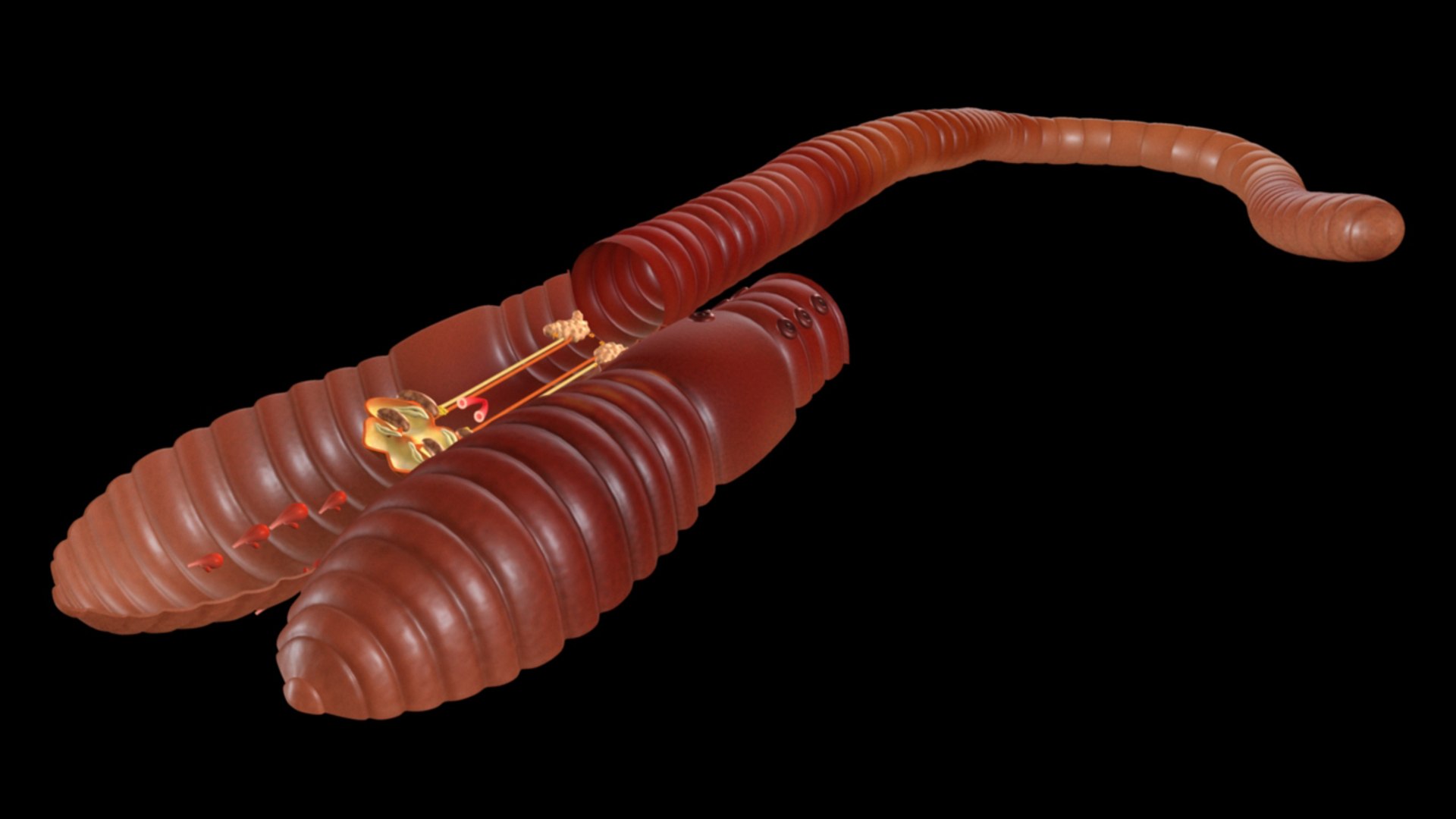 Earthworm Reproductive System