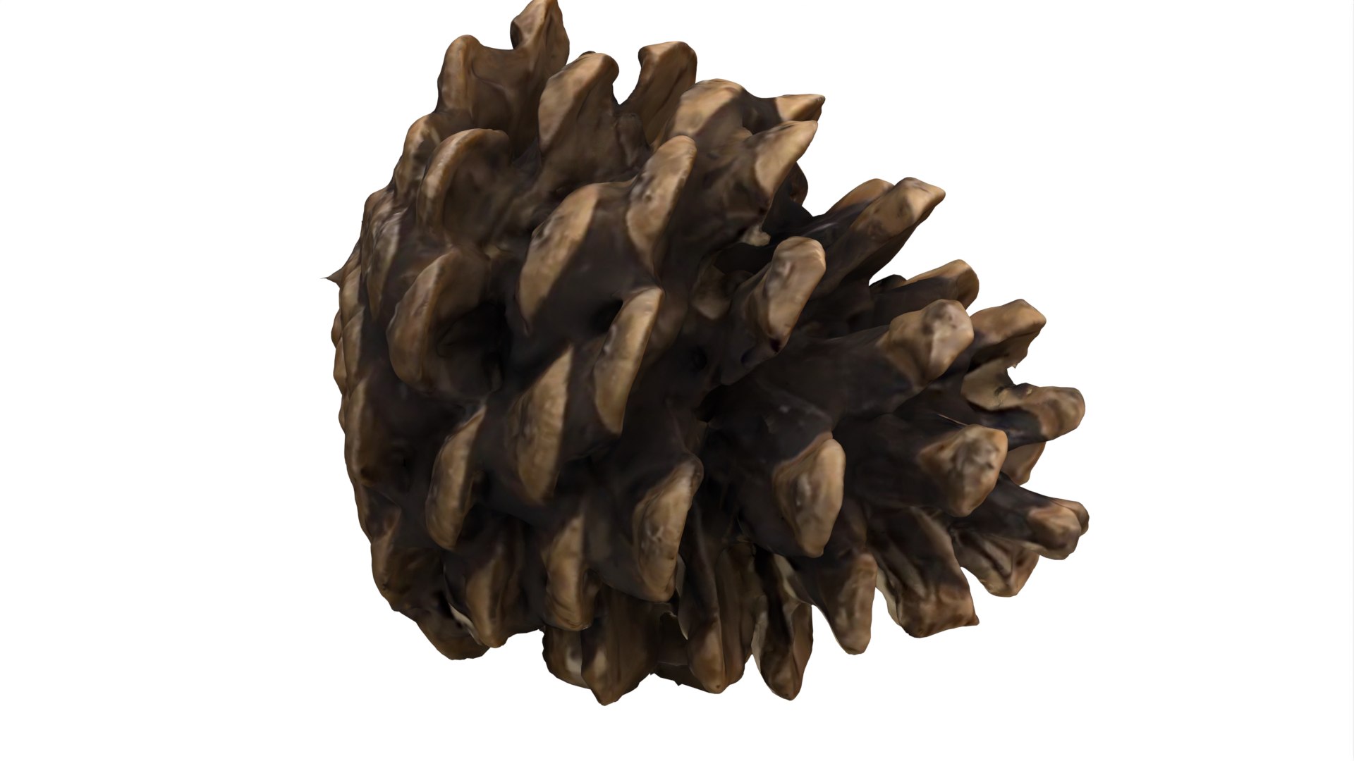 Free 3D Scanned Pinecone Photogrammetry Model - TurboSquid 2293772