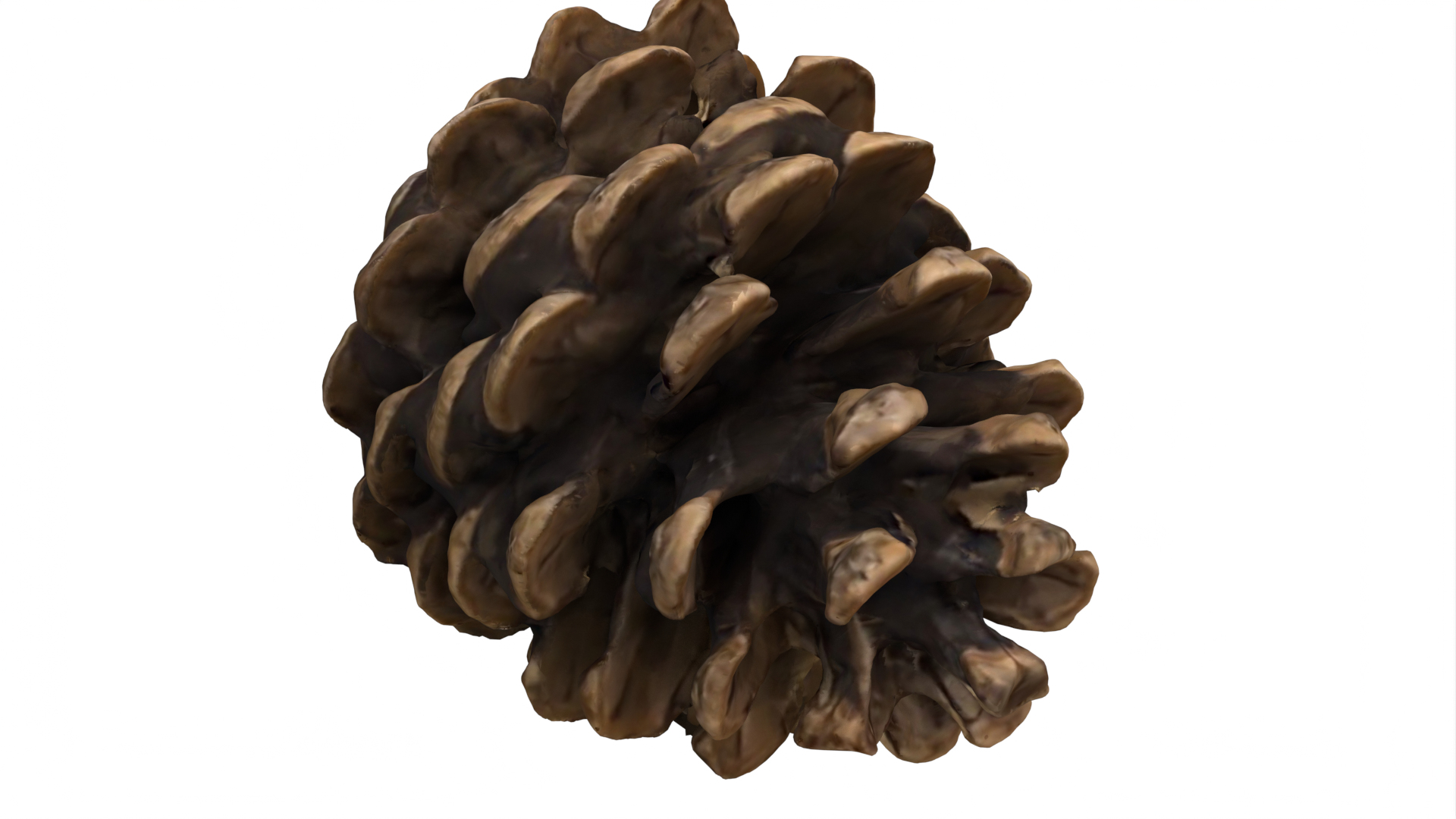 Free 3D Scanned Pinecone Photogrammetry Model - TurboSquid 2293772