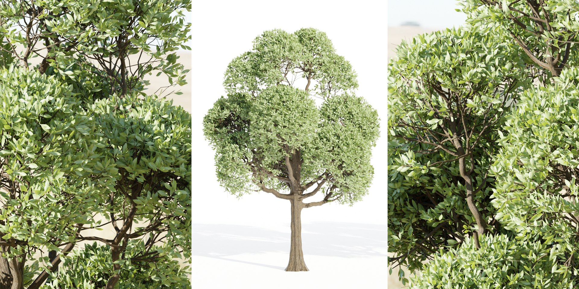 3D Model Outdoor Trees Collection Vol 93-Blender - TurboSquid 2133036