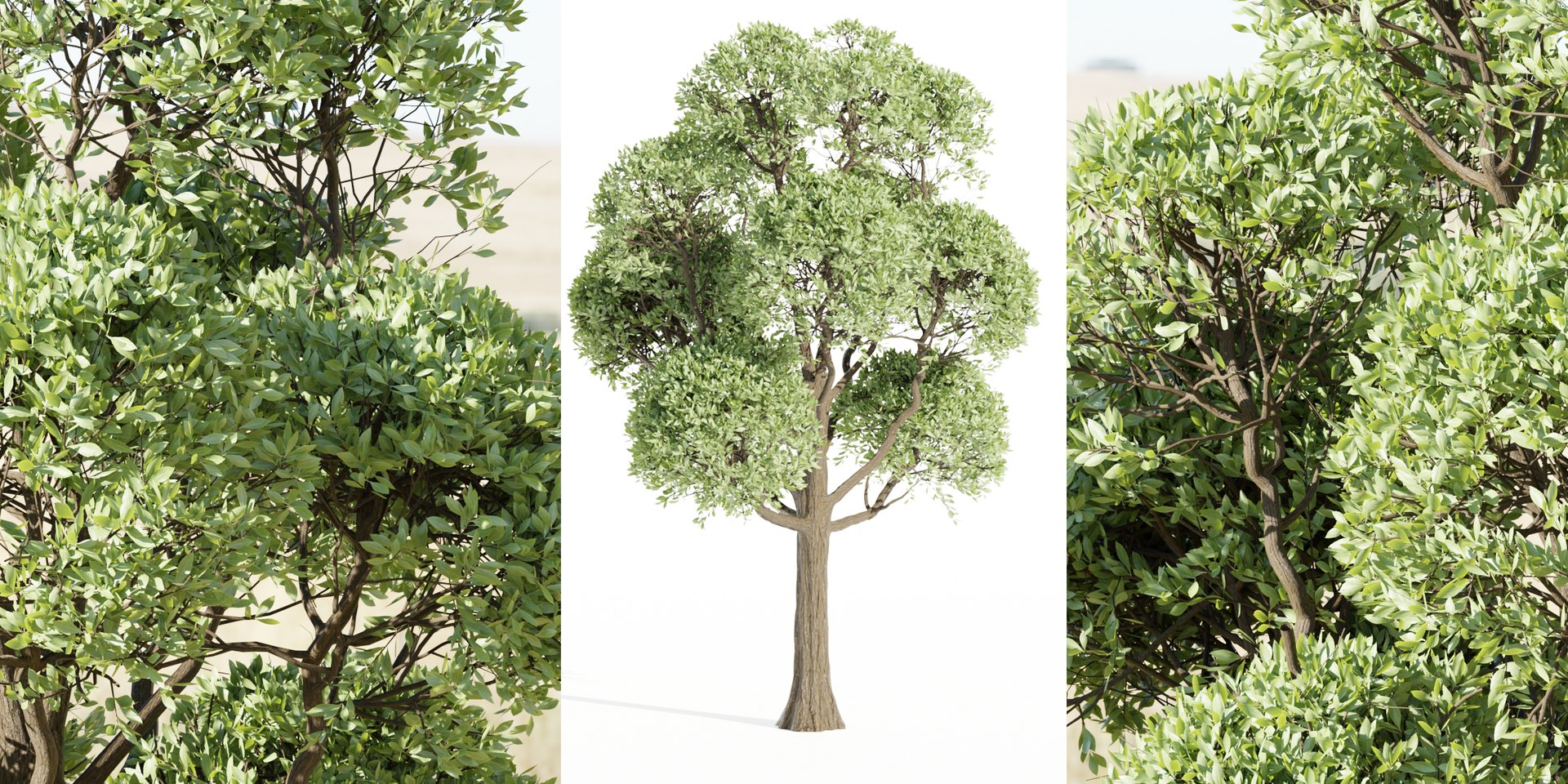3D Model Outdoor Trees Collection Vol 93-Blender - TurboSquid 2133036