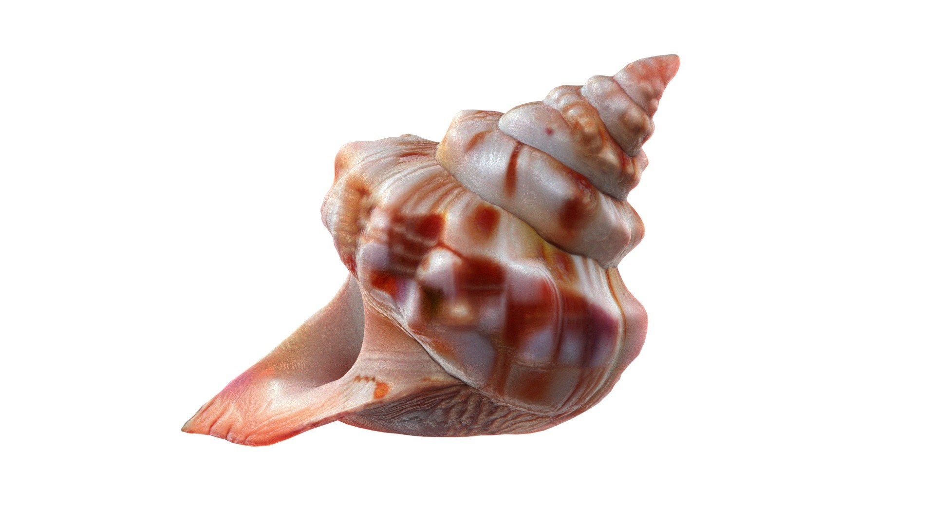 3D Model Conch Shell V7 - TurboSquid 2370736