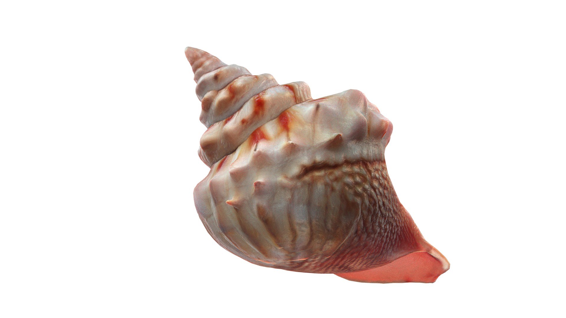 3D Model Conch Shell V7 - TurboSquid 2370736