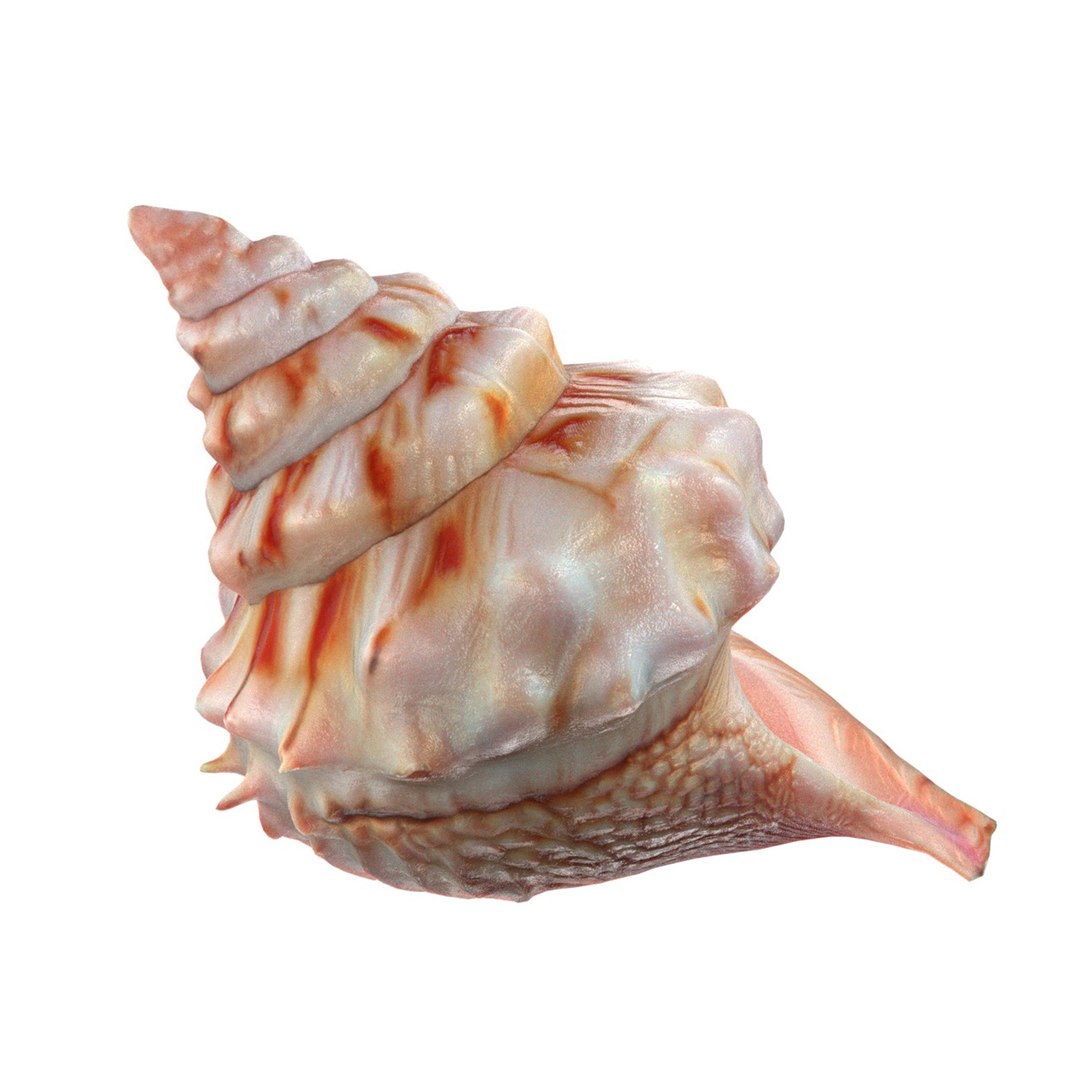 3D Model Conch Shell V7 - TurboSquid 2370736
