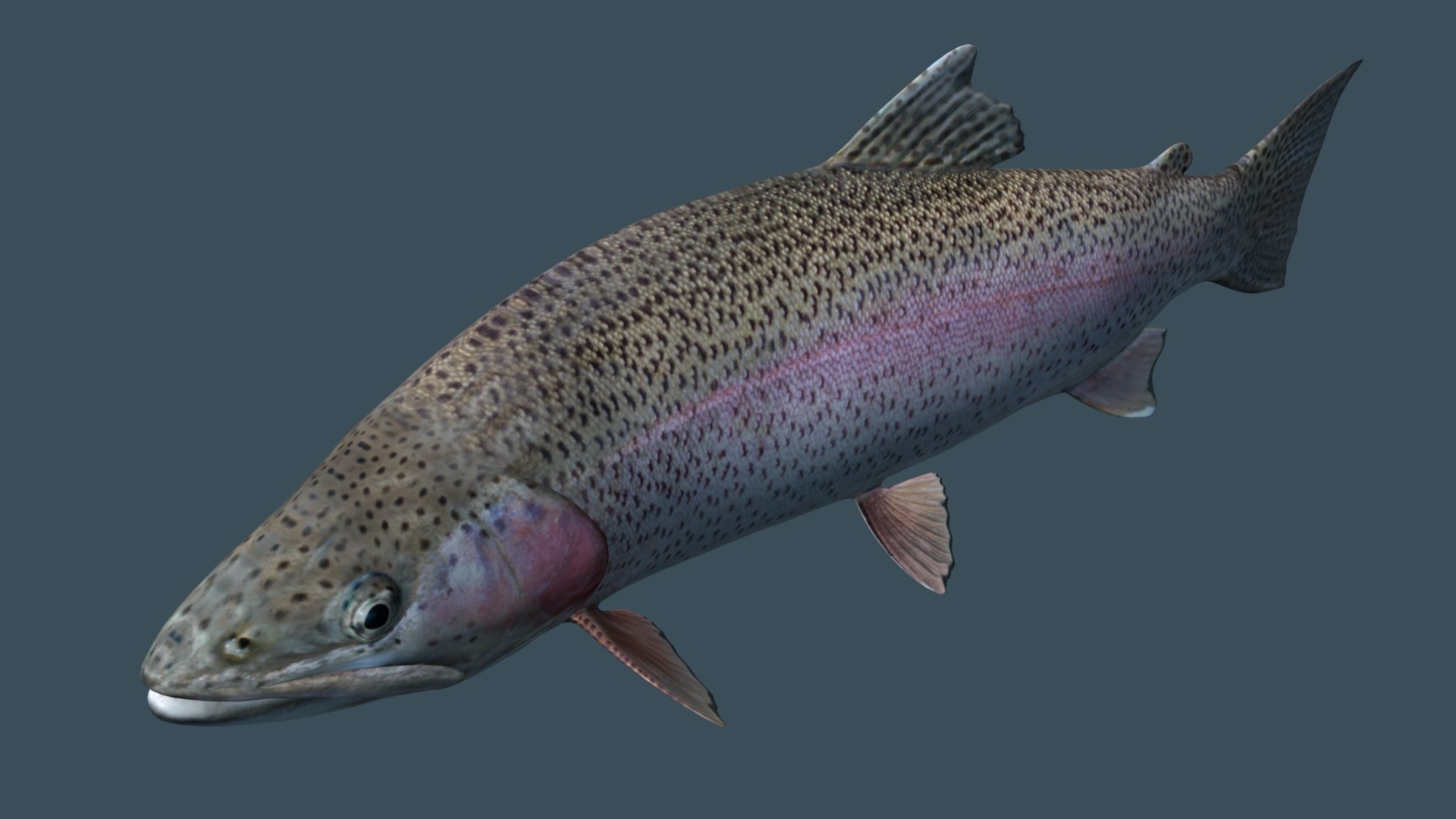 Trout Rainbow 3D Model - TurboSquid 2198388