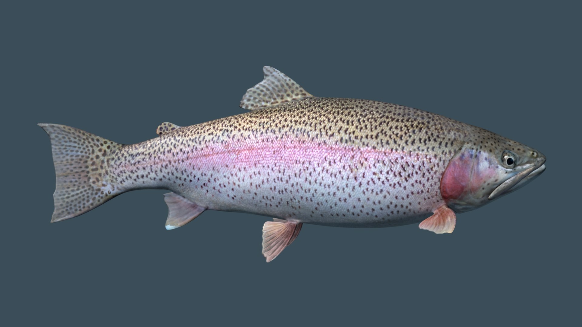 Trout Rainbow 3D Model - TurboSquid 2198388
