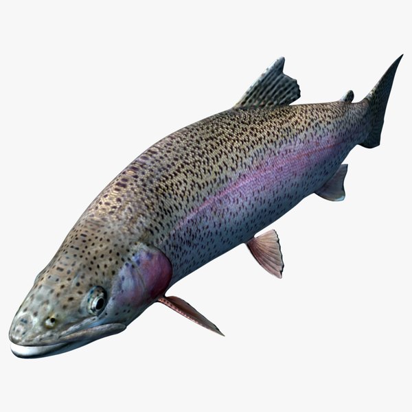 modelo 3d trucha arcoiris - TurboSquid 2198388