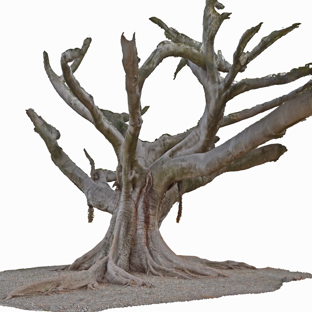3d Tree Trunk Ficus Scanned