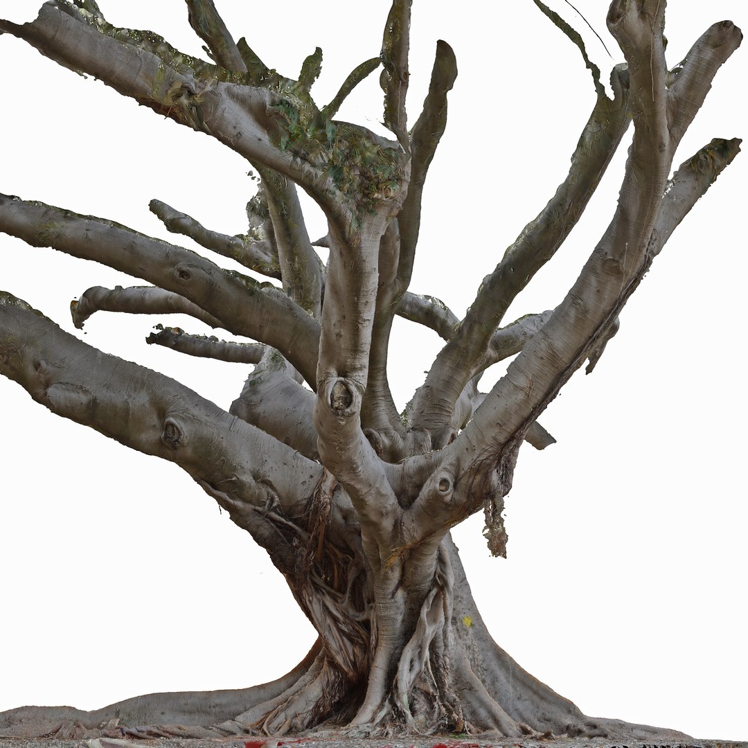 3d Tree Trunk Ficus Scanned