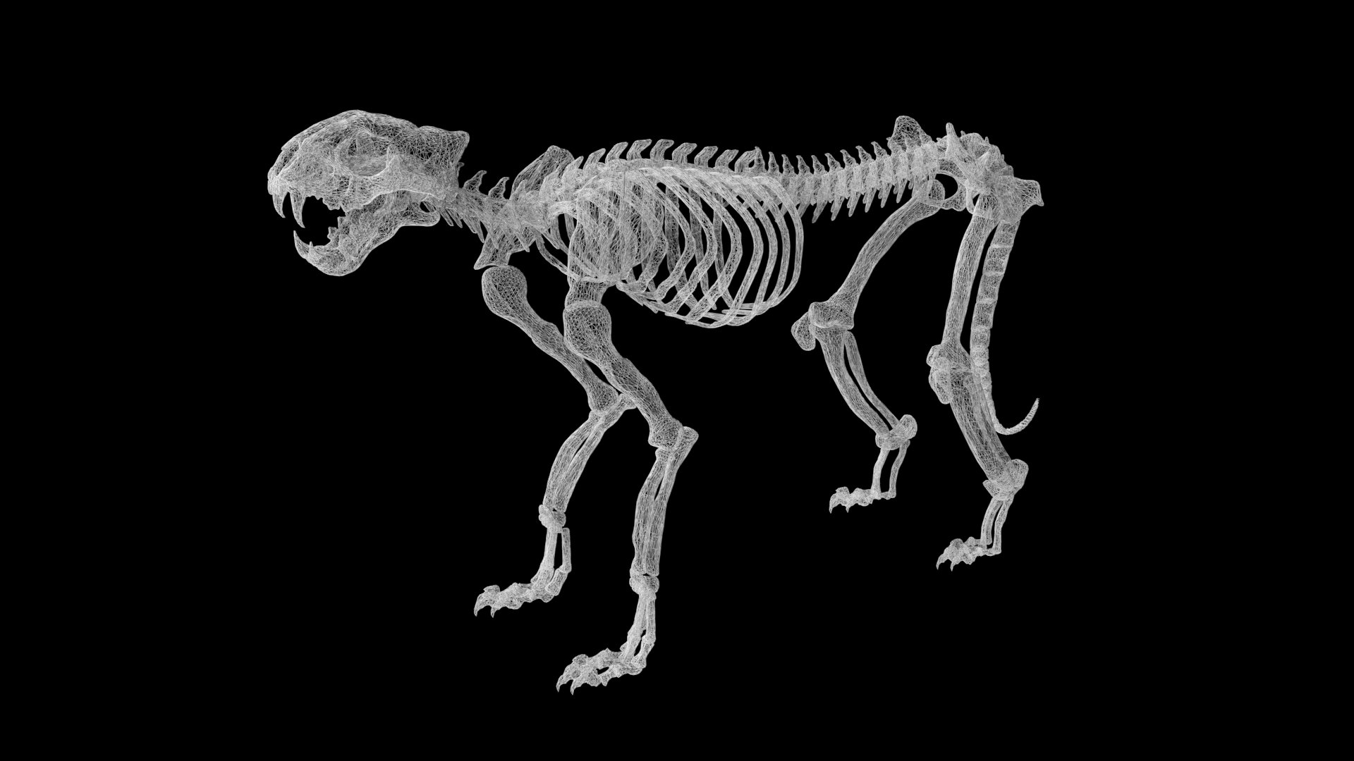 3D Cheetah Skeleton - TurboSquid 1881368