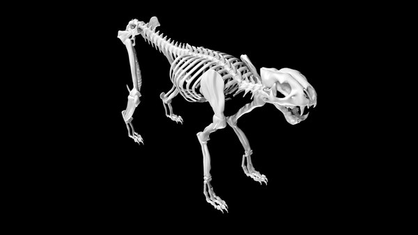 3D Cheetah skeleton - TurboSquid 1881368