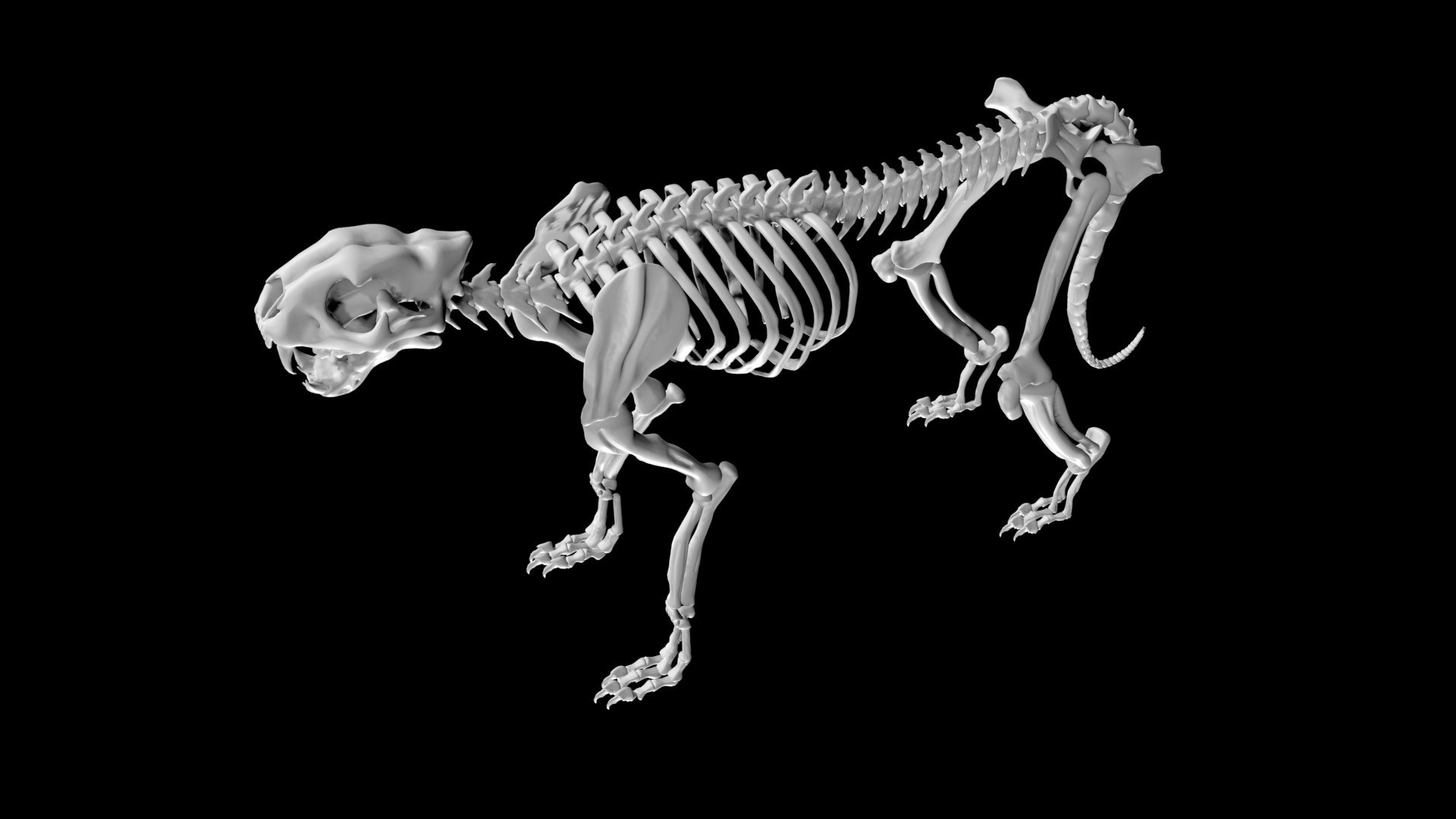 3D Cheetah Skeleton - TurboSquid 1881368