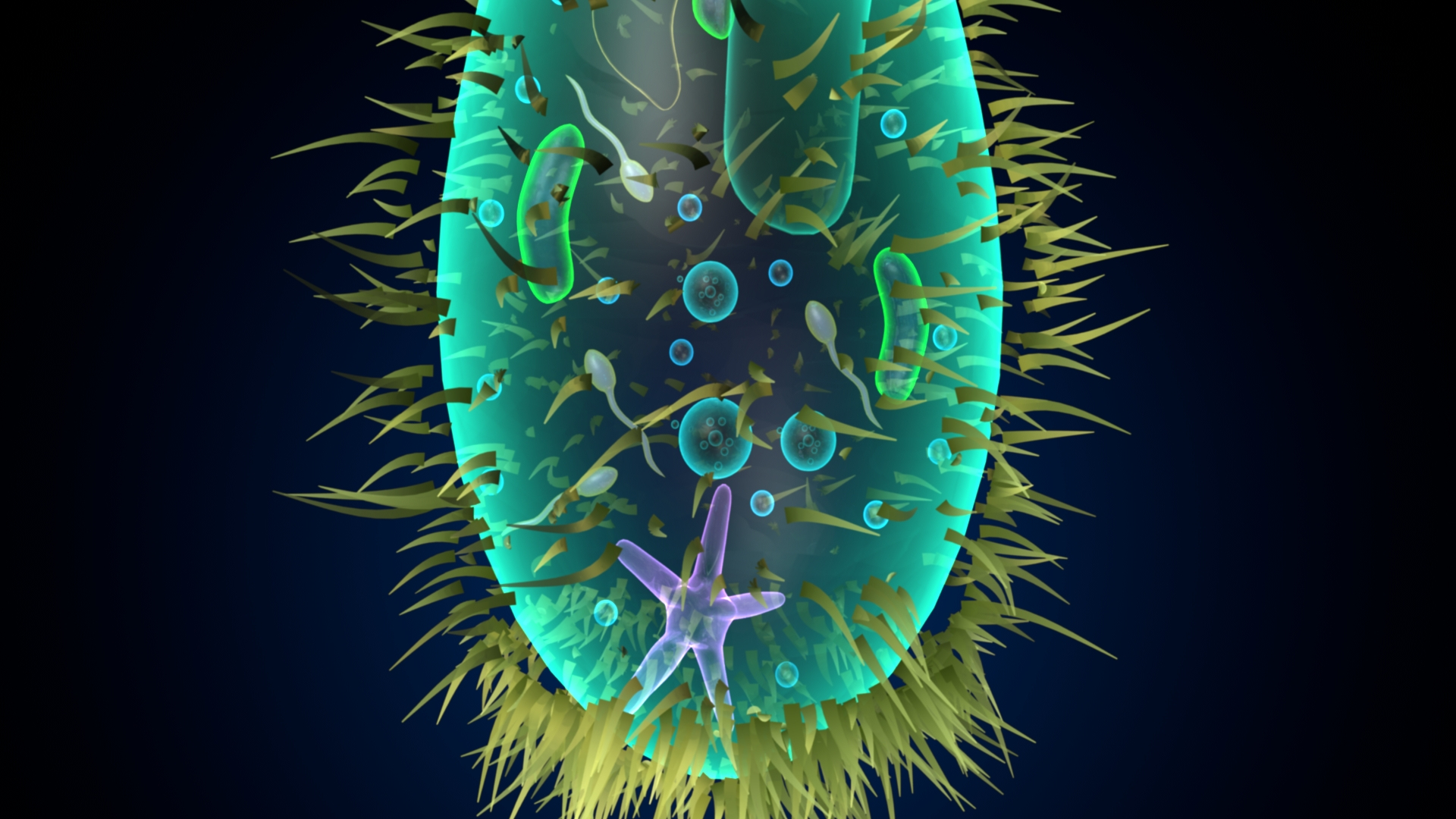 3D model Paramecium - TurboSquid 1821158