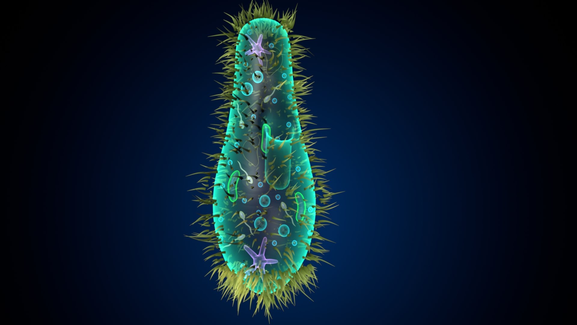 3D Model Paramecium - TurboSquid 1821158