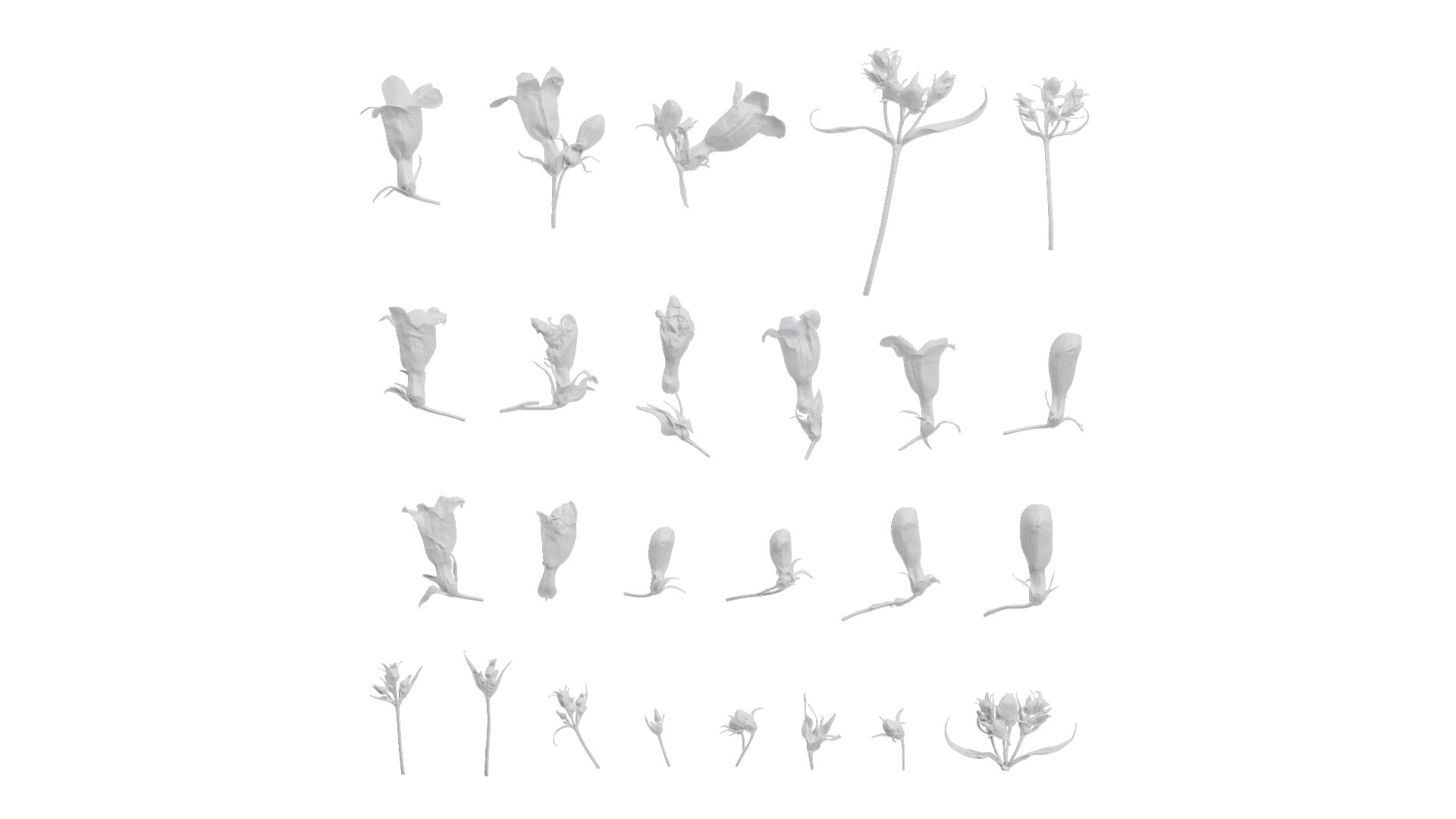 3D Anydrafts Penstemon Digitalis Flower 03 Textures - TurboSquid 2357658