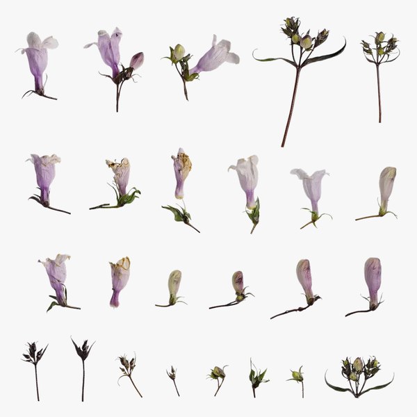 3D модель Anydrafts Penstemon digitalis Цветок 03 Текстуры - TurboSquid ...