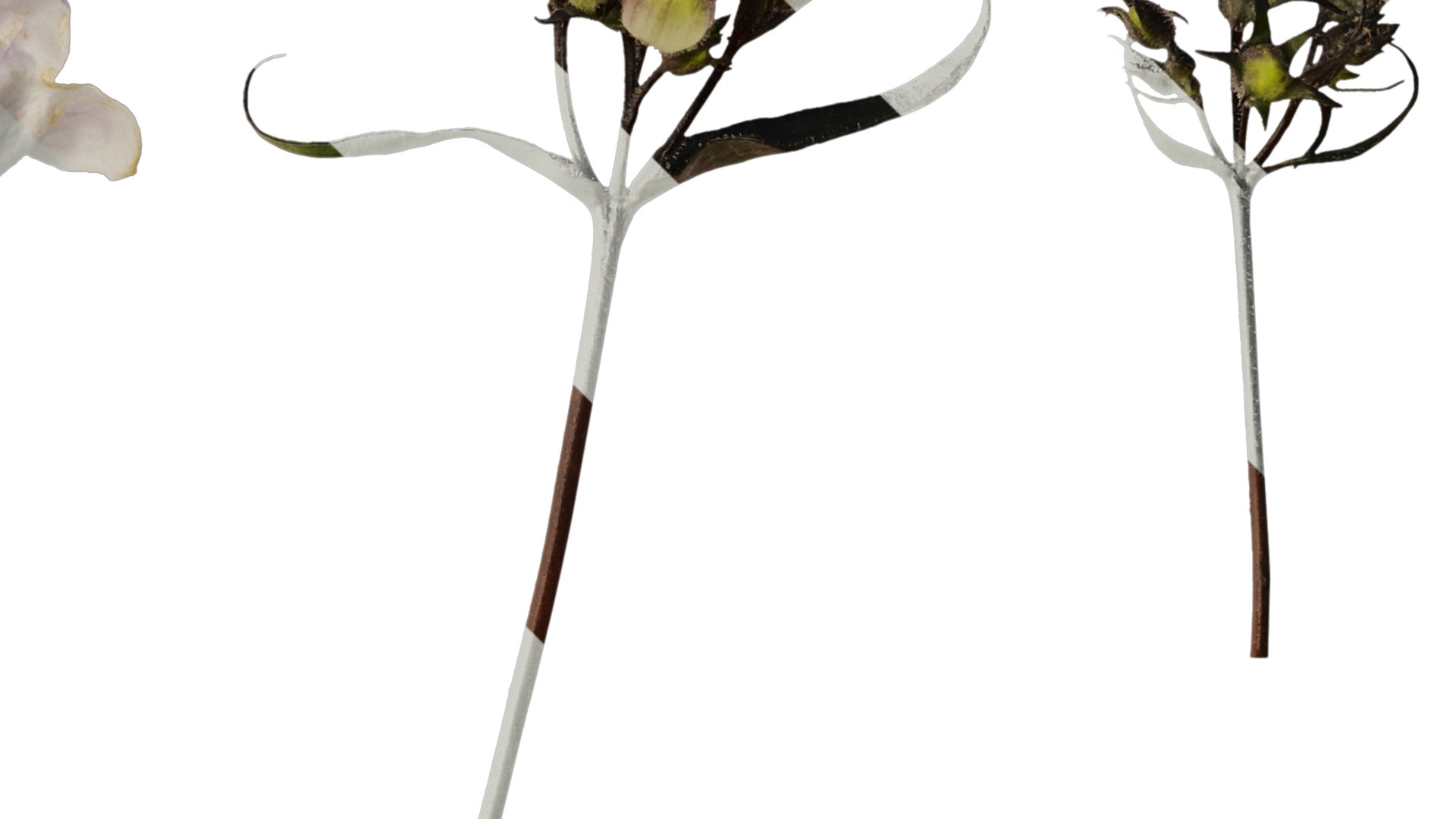 3D Anydrafts Penstemon Digitalis Flower 03 Textures - TurboSquid 2357658