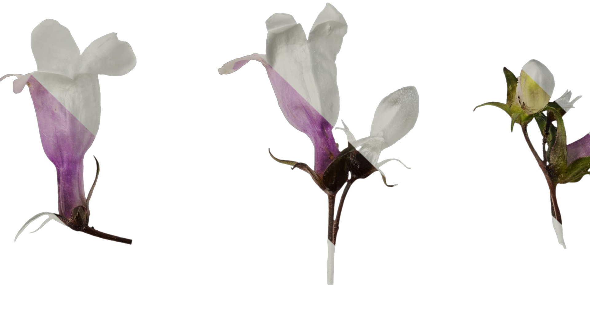 3D Anydrafts Penstemon Digitalis Flower 03 Textures - TurboSquid 2357658