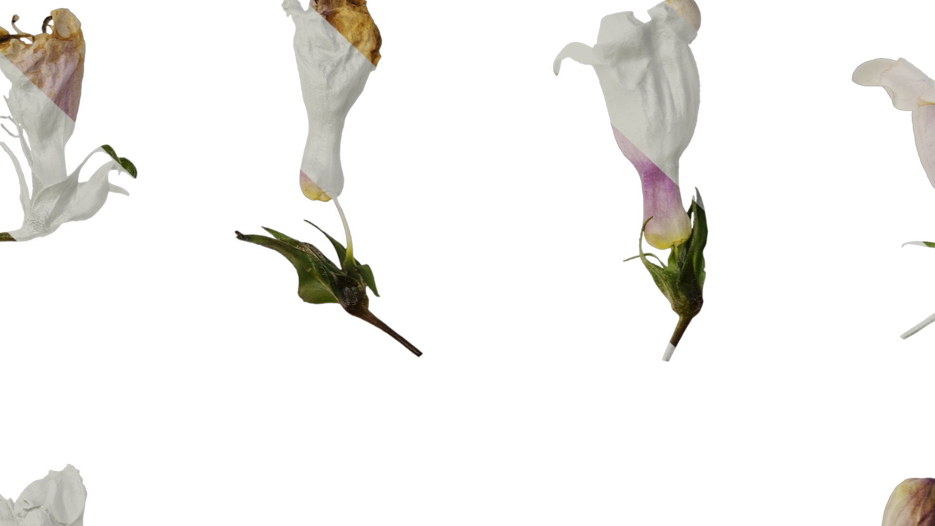 3D Anydrafts Penstemon Digitalis Flower 03 Textures - TurboSquid 2357658