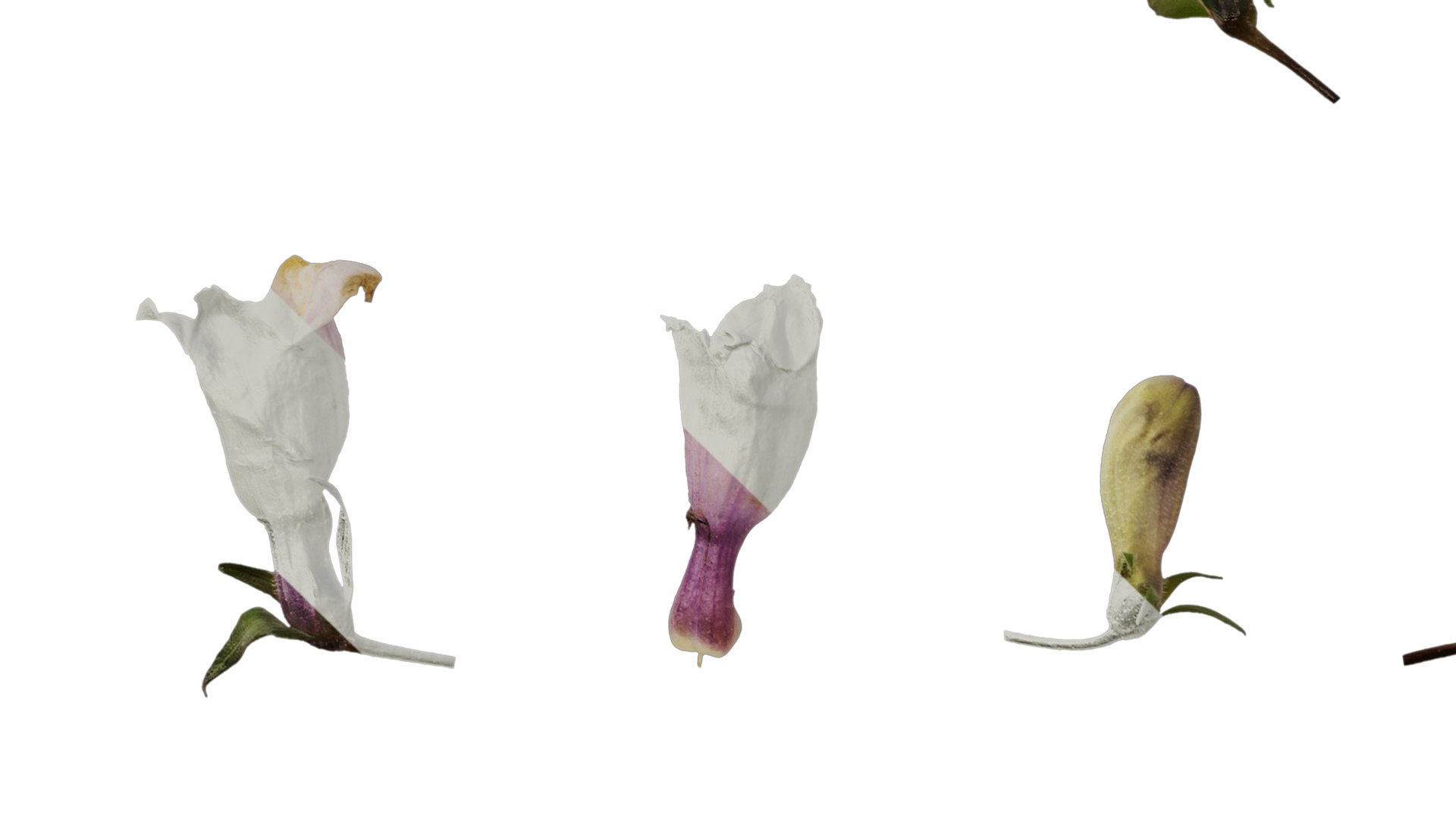 3D Anydrafts Penstemon Digitalis Flower 03 Textures - TurboSquid 2357658