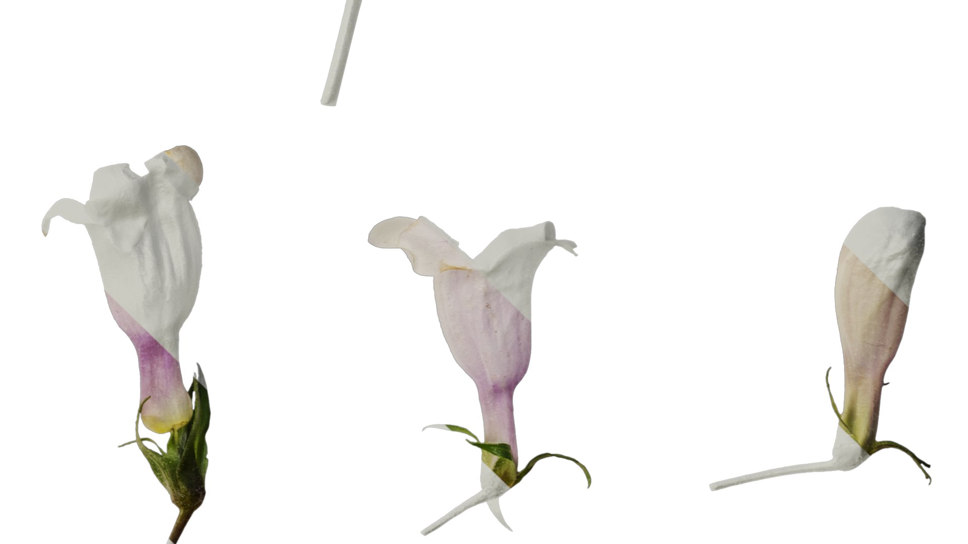 3D Anydrafts Penstemon Digitalis Flower 03 Textures - TurboSquid 2357658