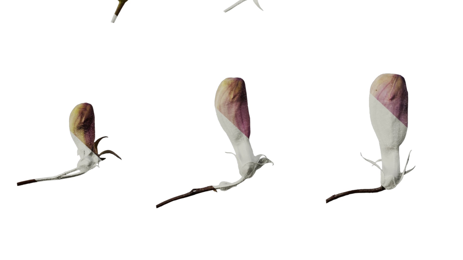 3D Anydrafts Penstemon Digitalis Flower 03 Textures - TurboSquid 2357658