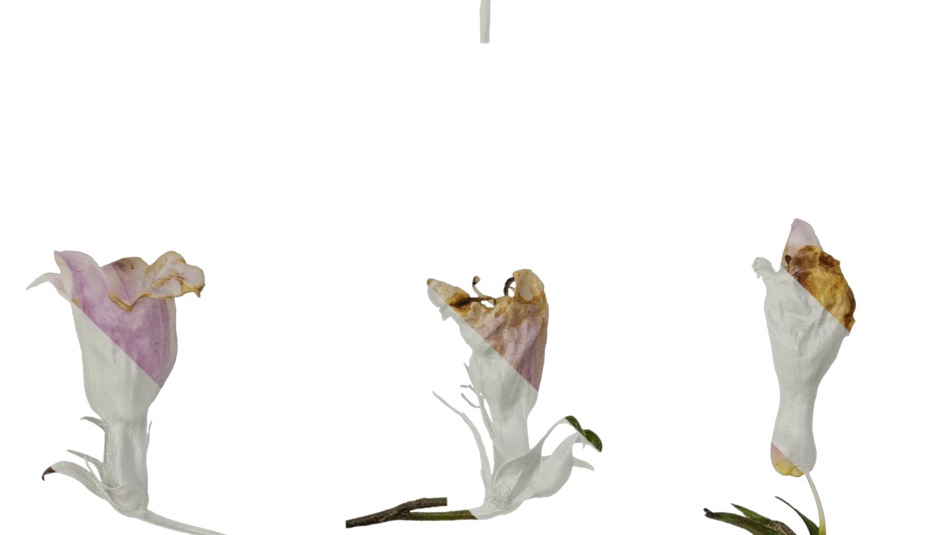 3D Anydrafts Penstemon Digitalis Flower 03 Textures - TurboSquid 2357658