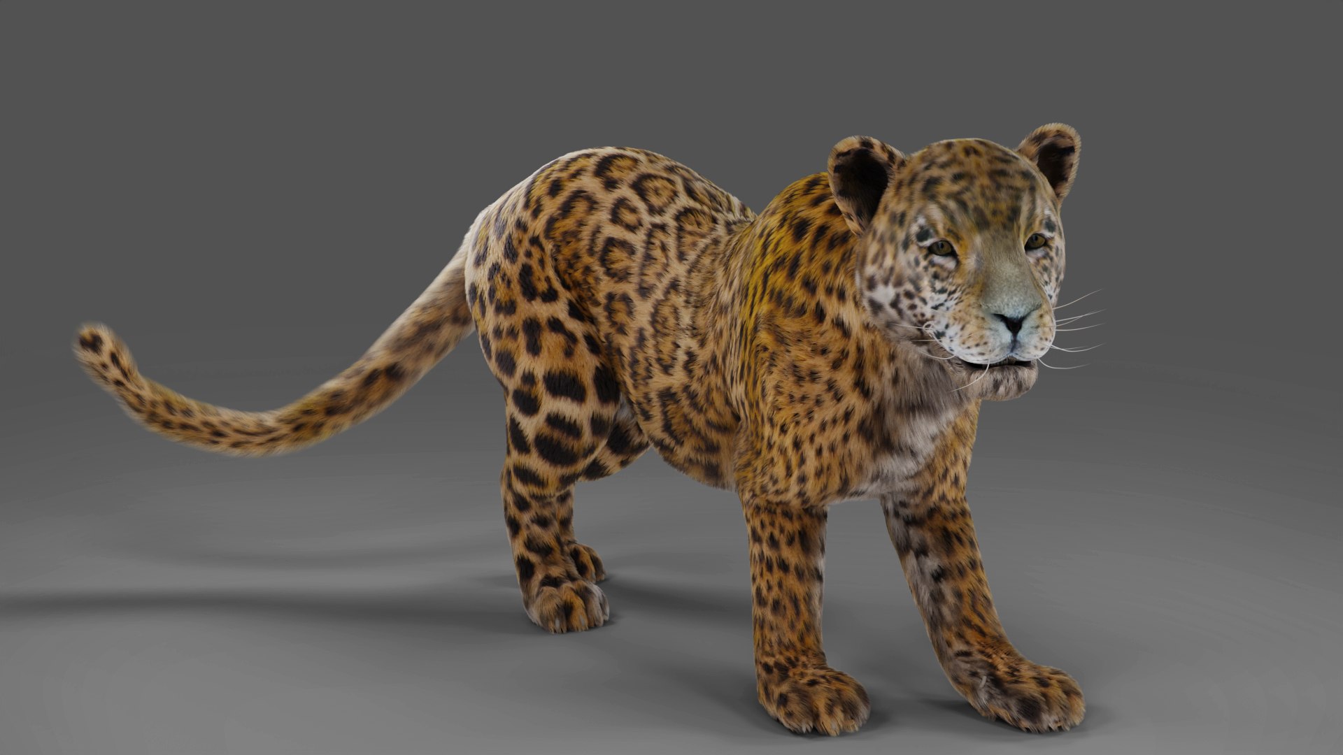Fur Jaguar V2 Rigged Animation In Blender - Unity Model - TurboSquid ...