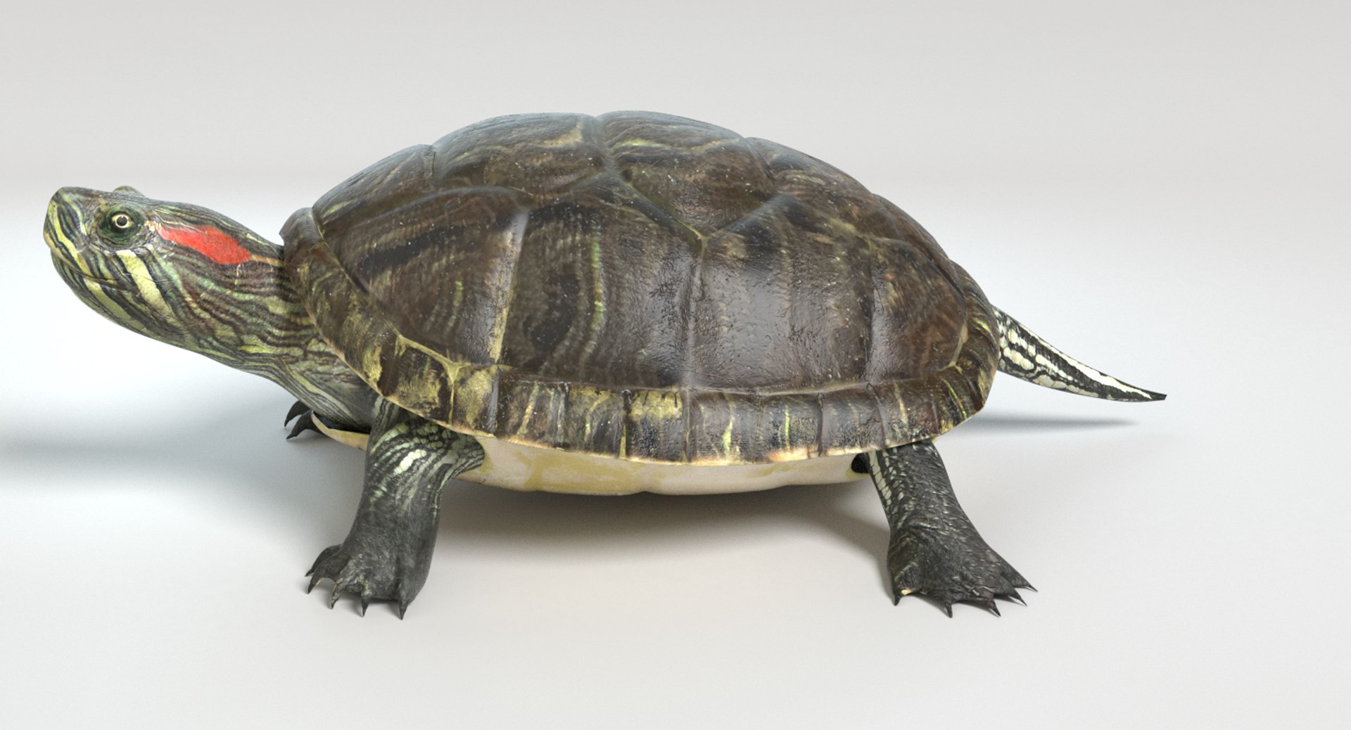Pond Turtle 3D Model - TurboSquid 1168626